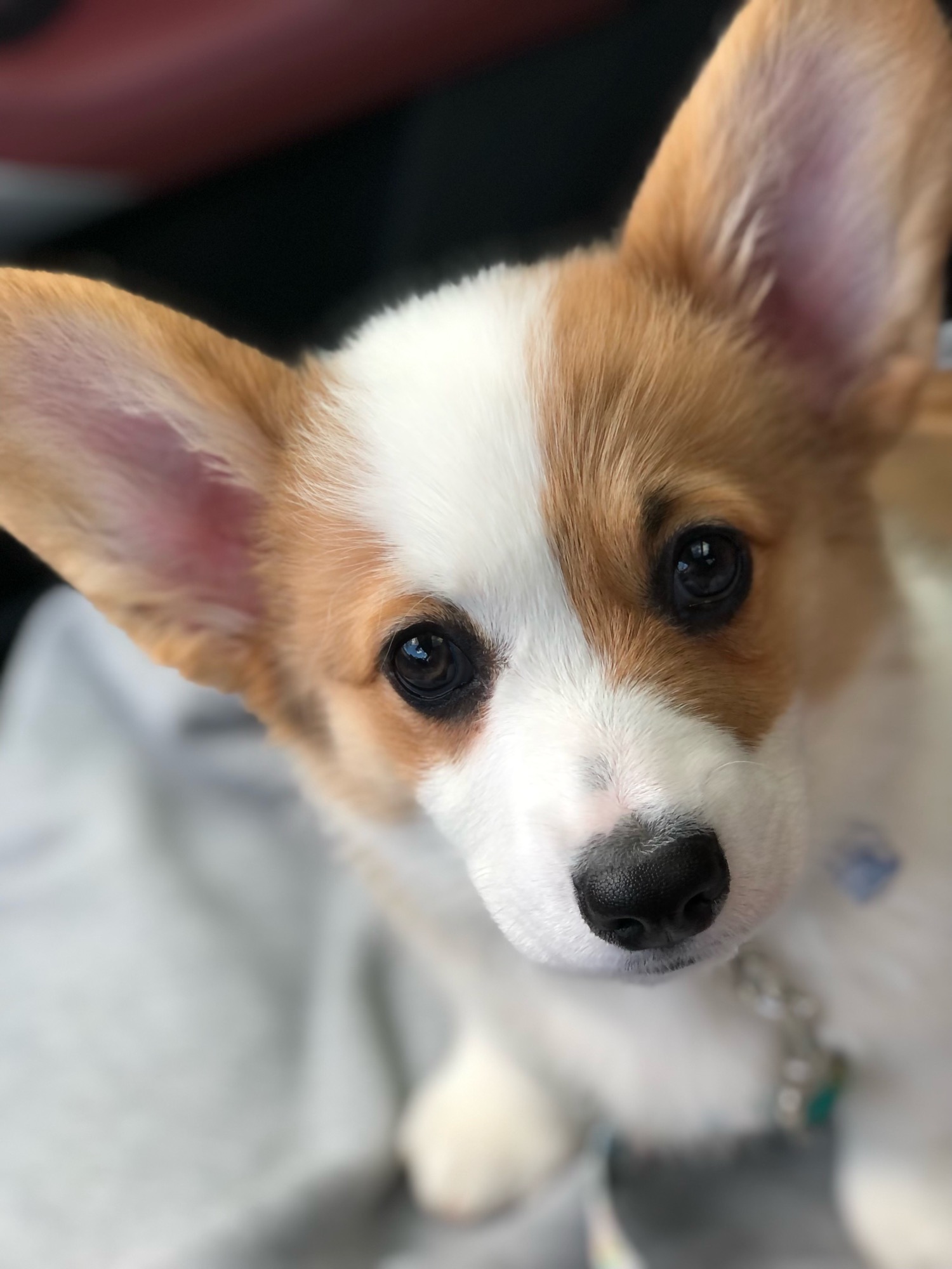 Meet the new love of my life, Max! | Scrolller