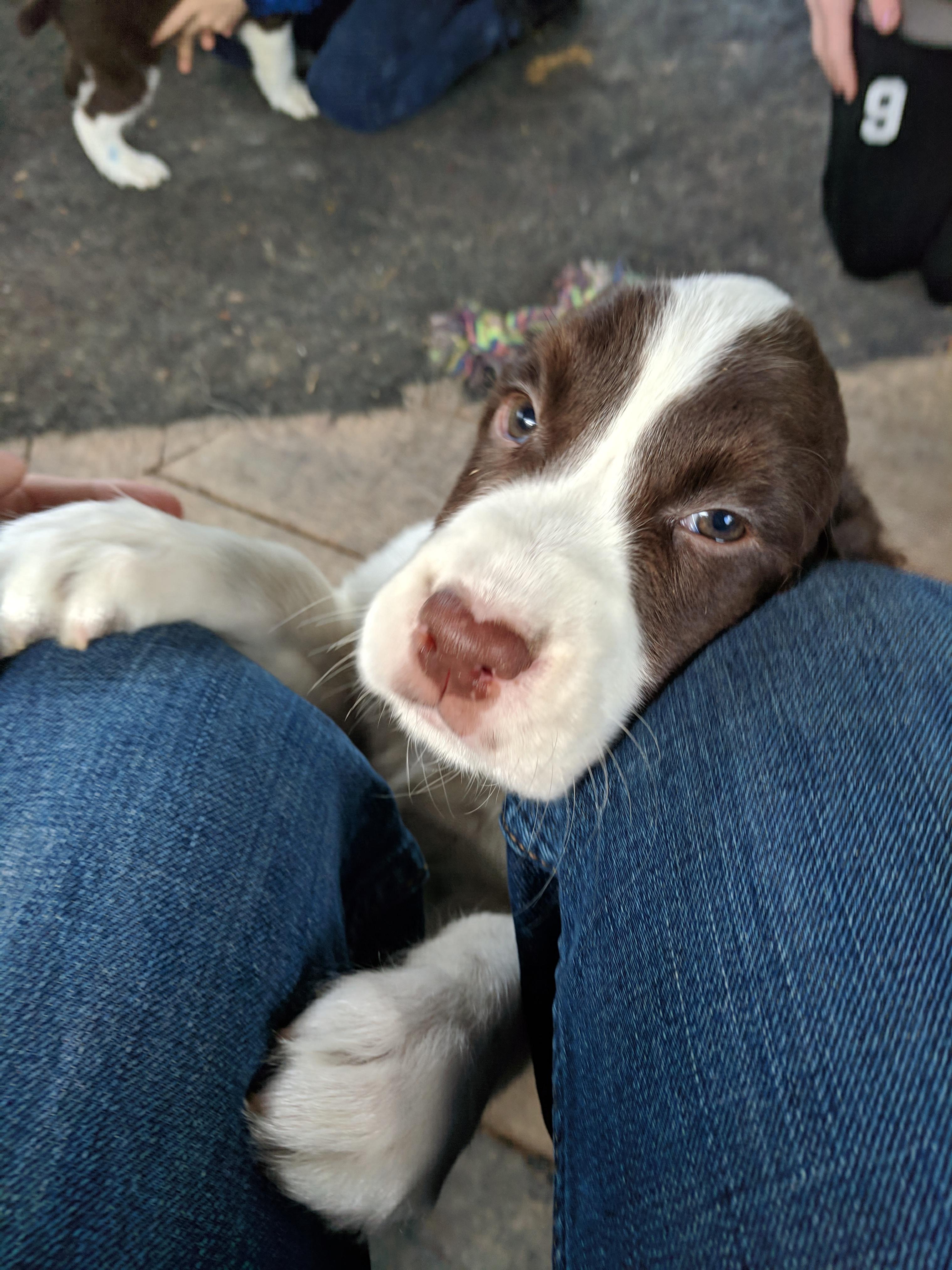 Meet Theodore. We just took him home today! | Scrolller