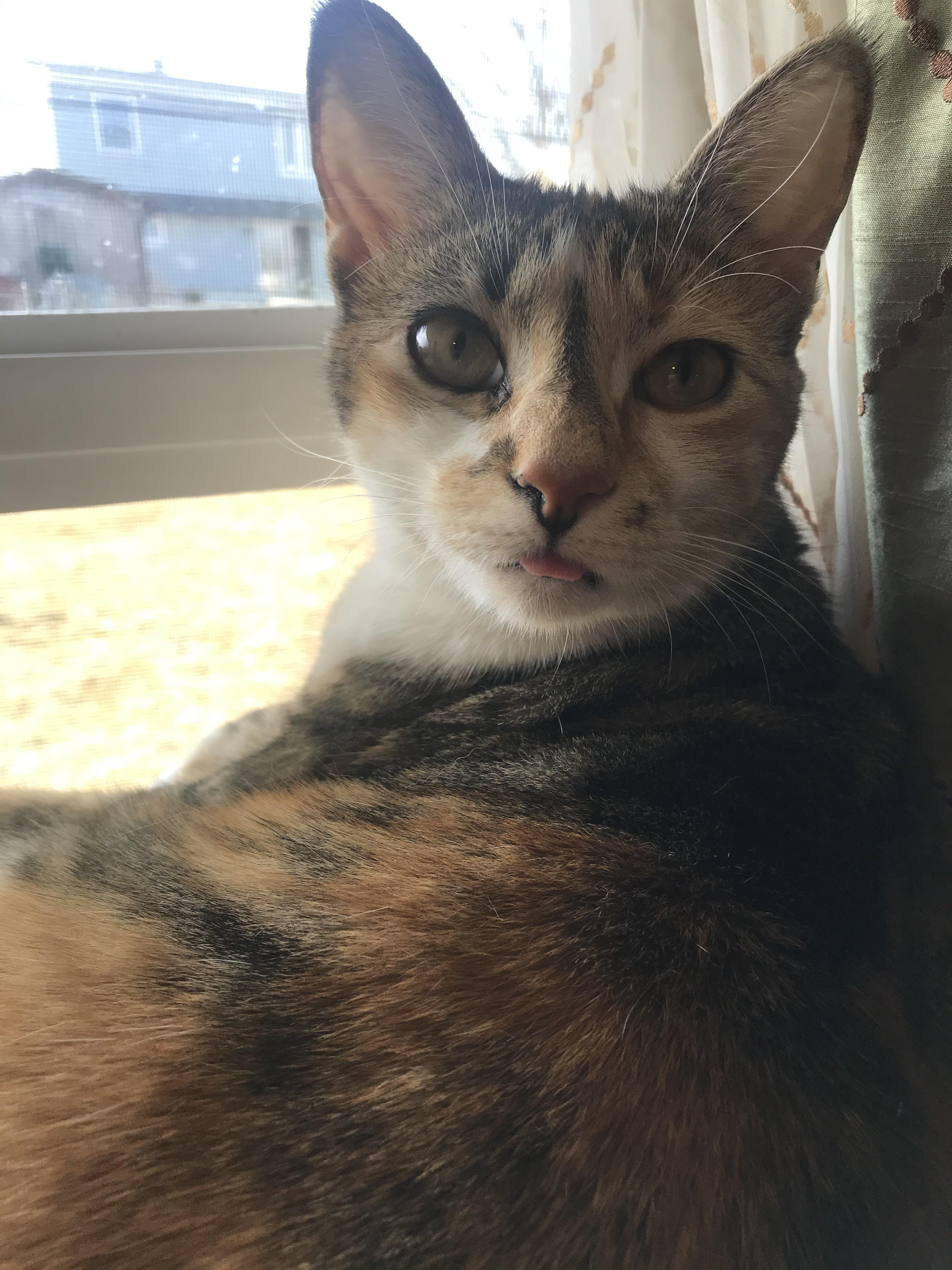 Meet tiger 🤣🤣🤣 | Scrolller