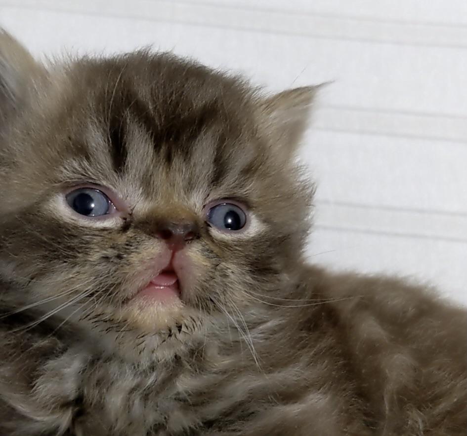 Meet Tim | Scrolller