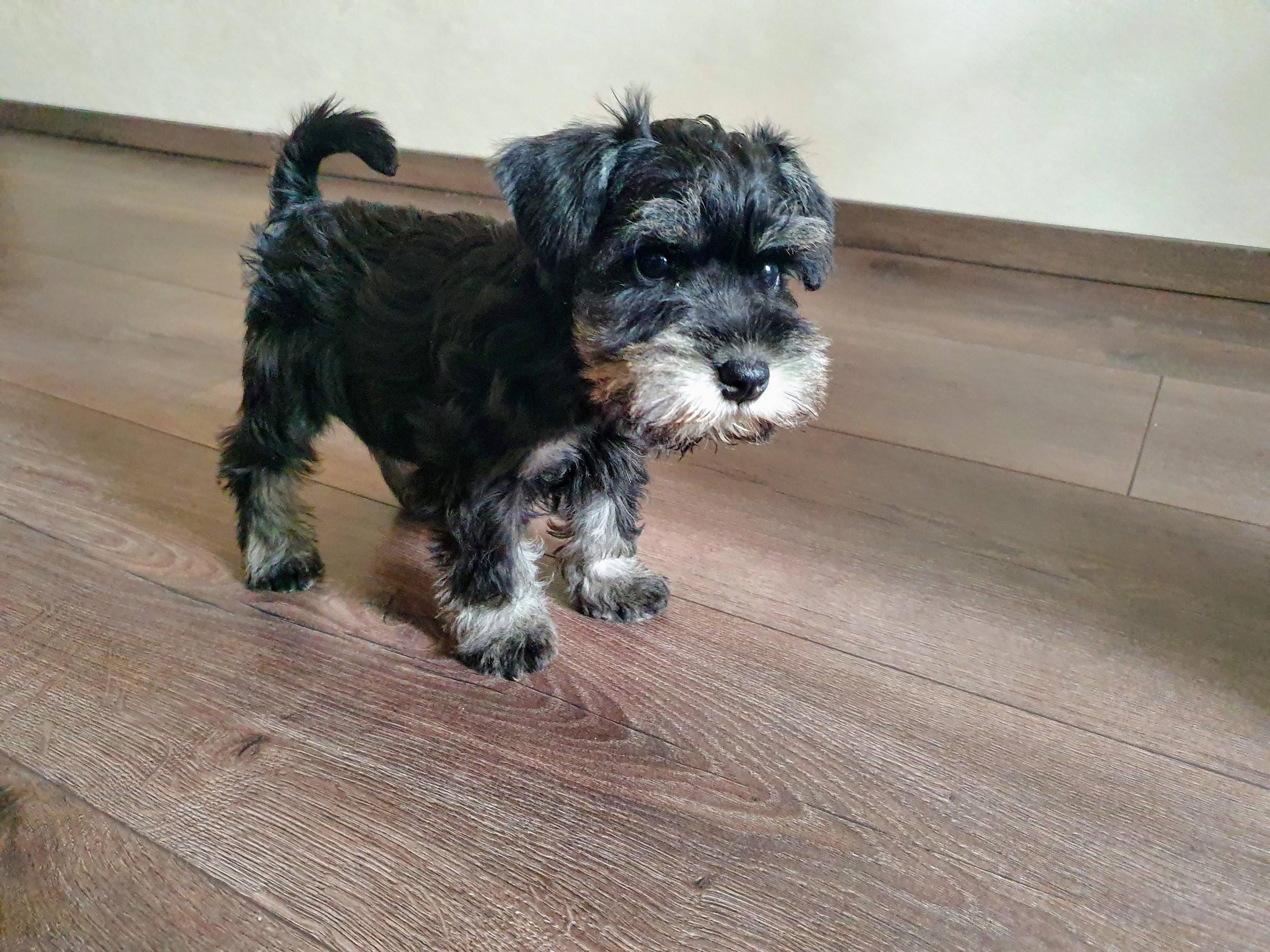 Meet Tutas, our new family member | Scrolller