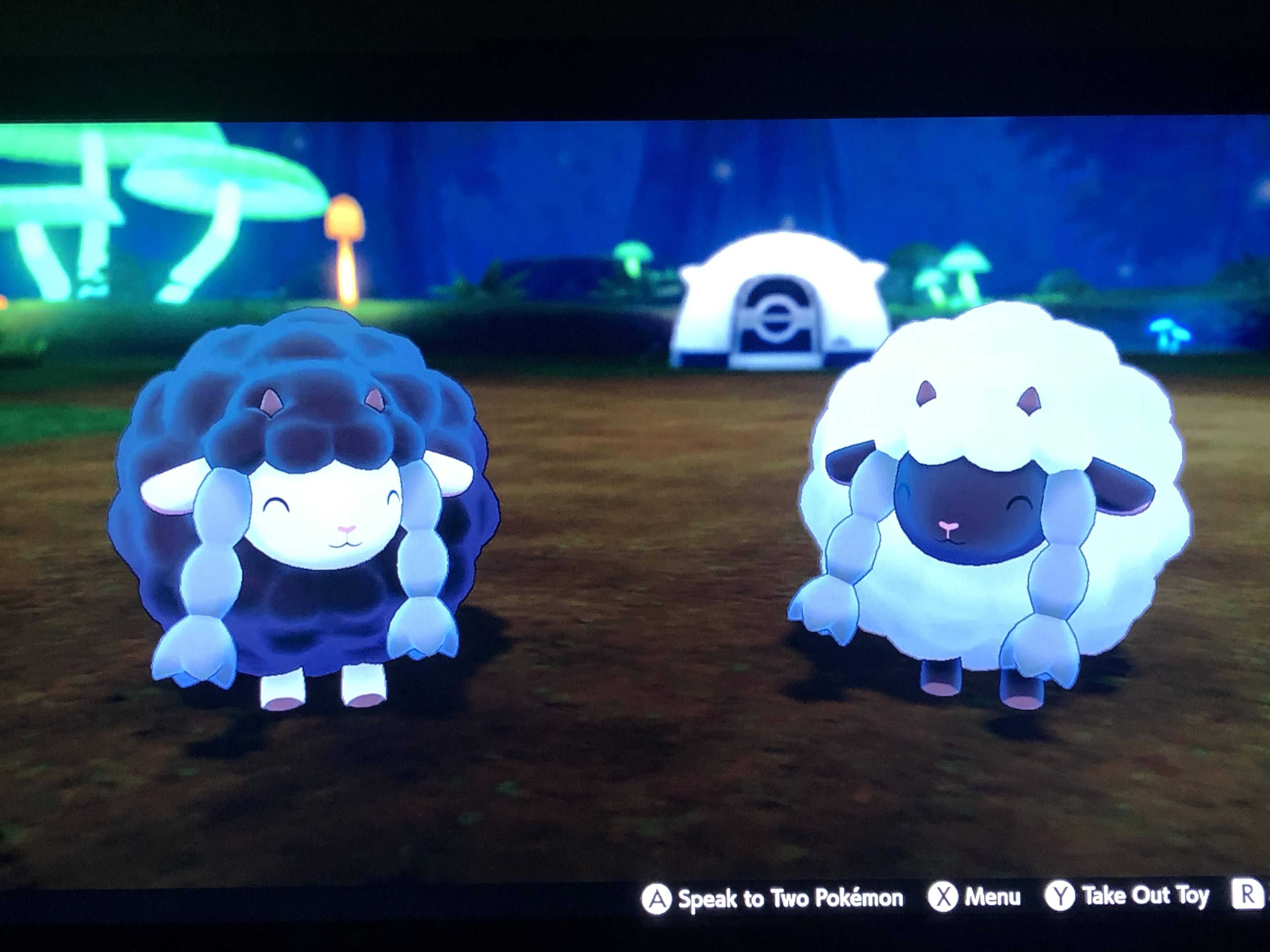 Meet Wally & Winnie Wooloo 💕🐑 | Scrolller