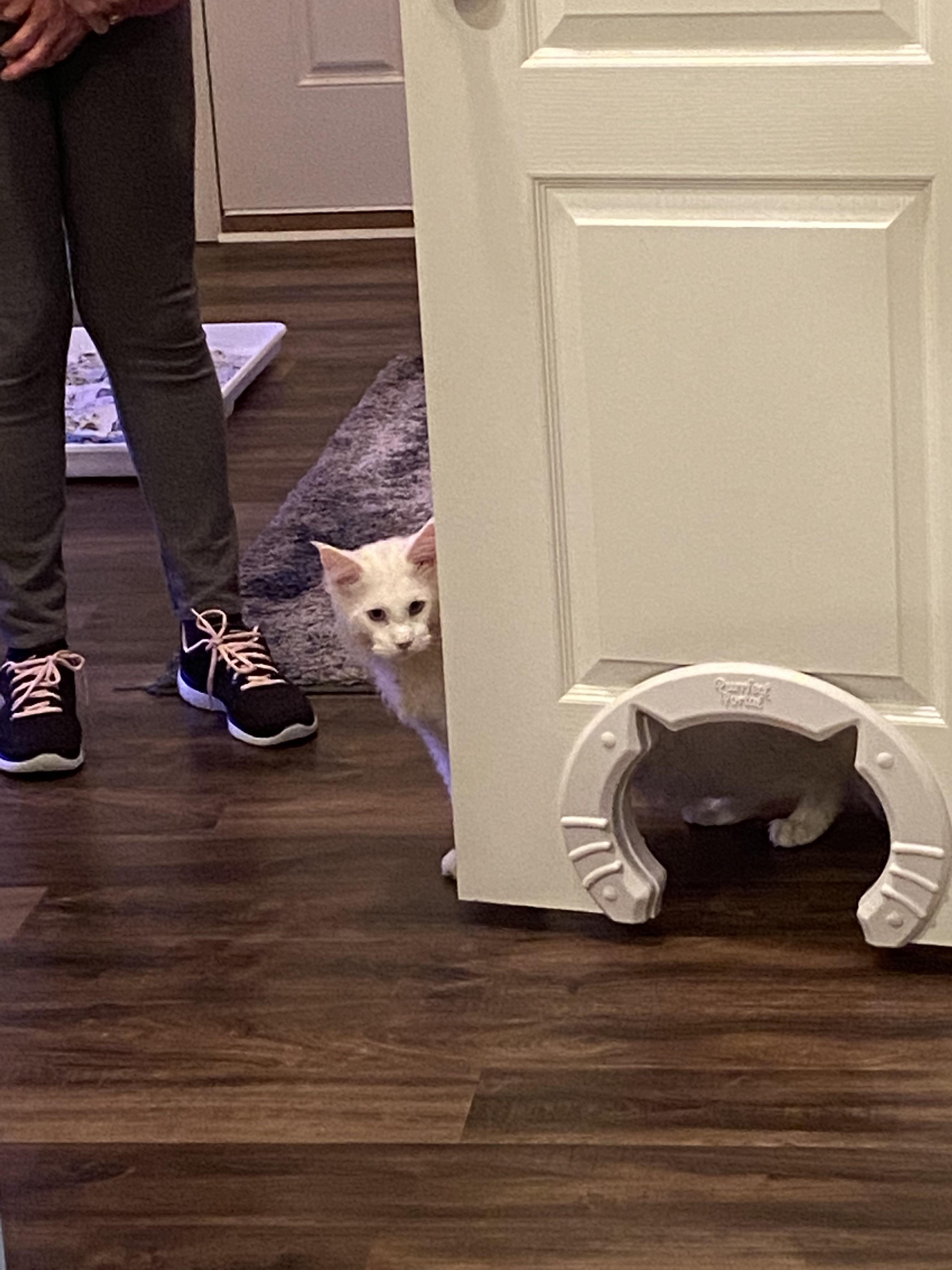 Meet Walter White | Scrolller