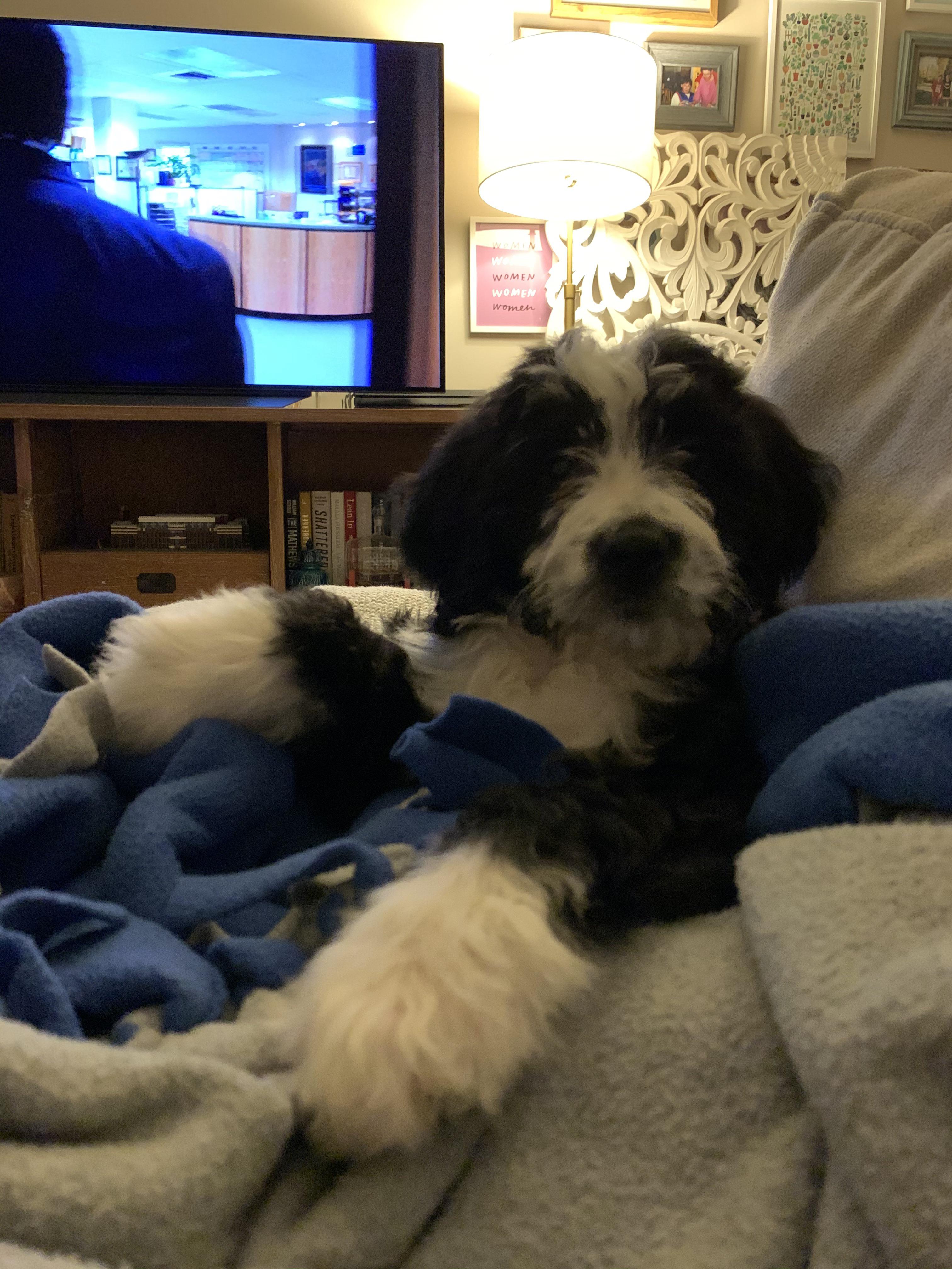 Meet Winnie! 10 week old Bernedoodle. | Scrolller