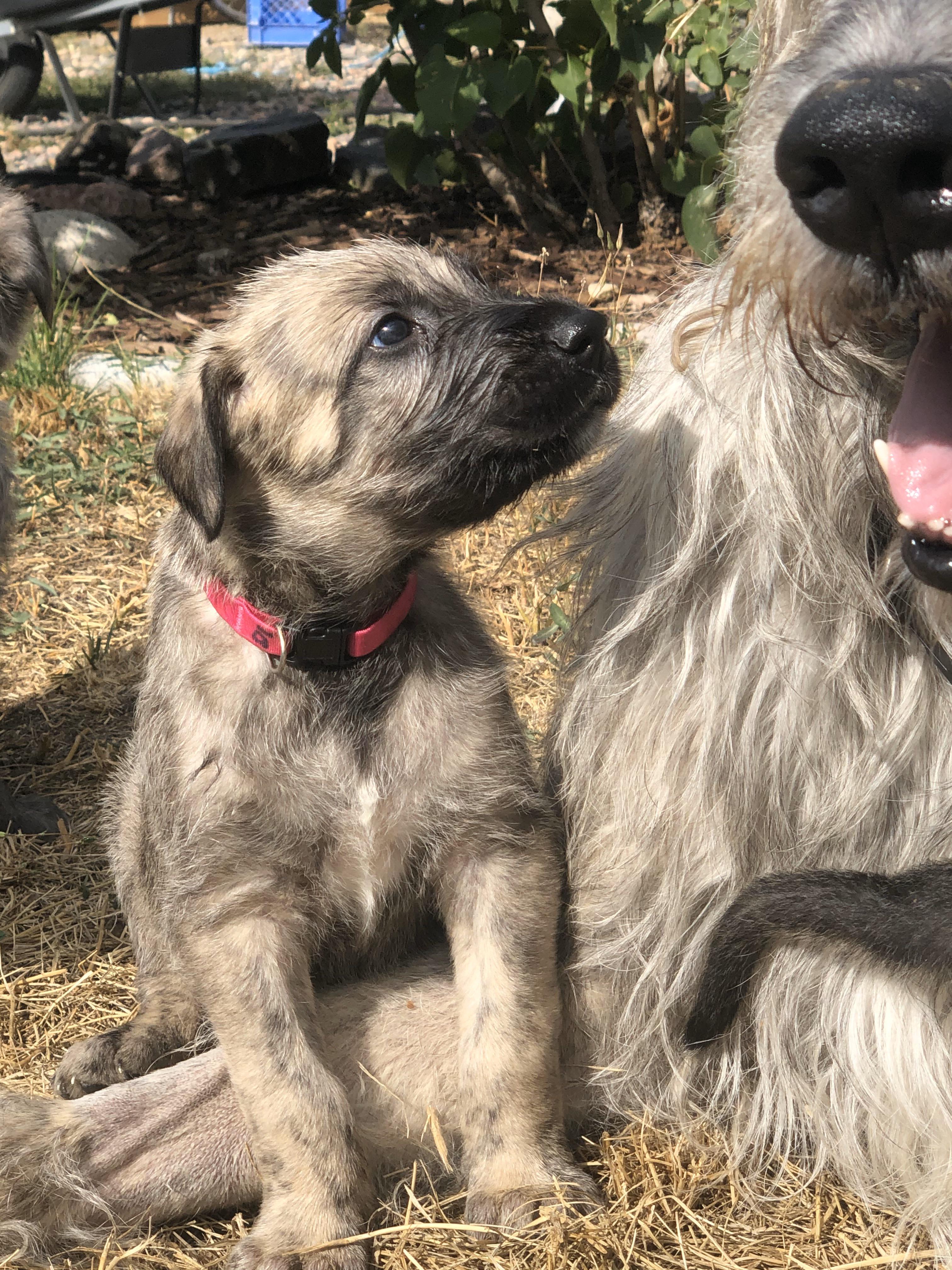 Meet Zeus:) | Scrolller