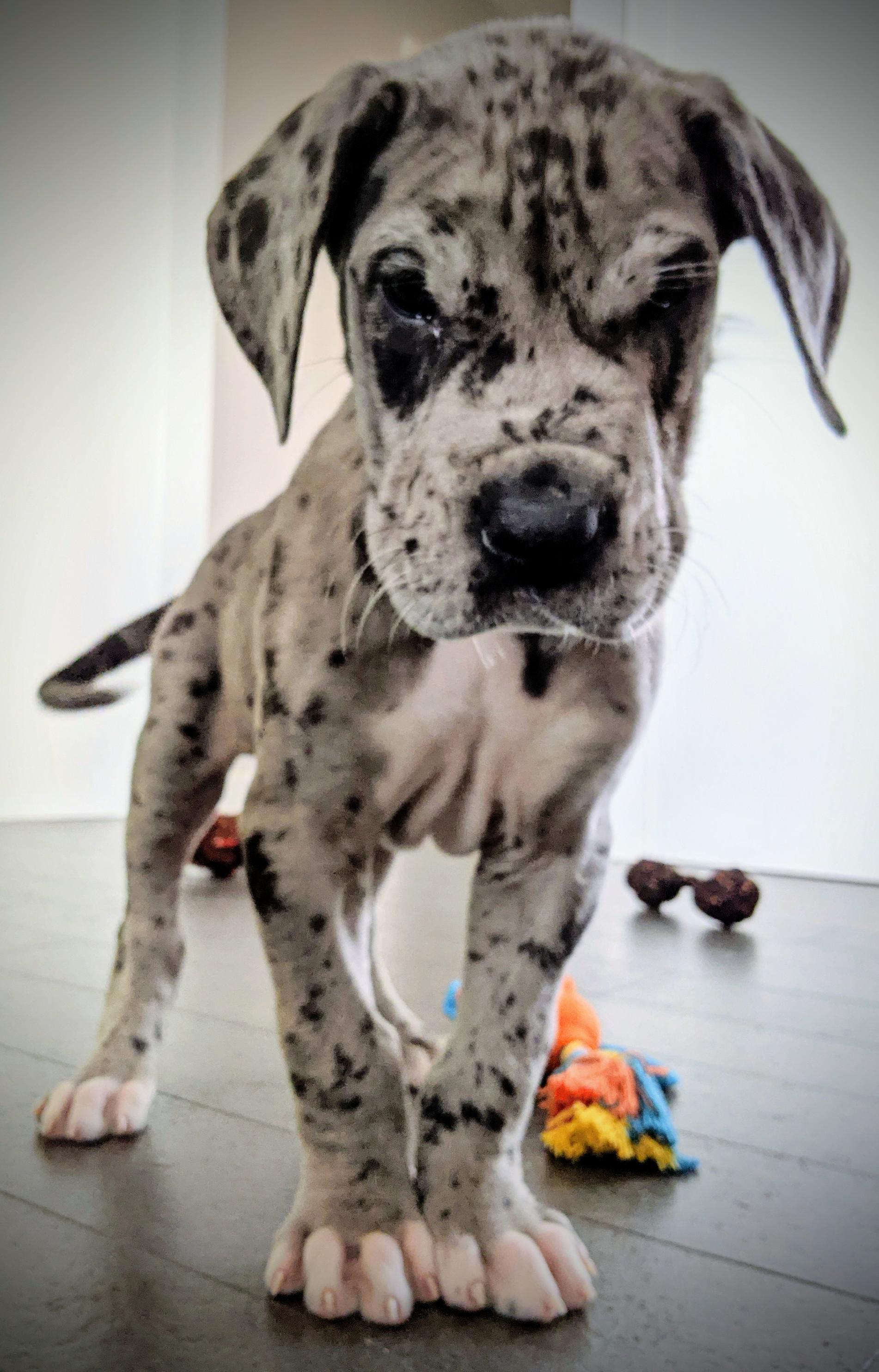 Meet Zuko! 7 weeks old. | Scrolller