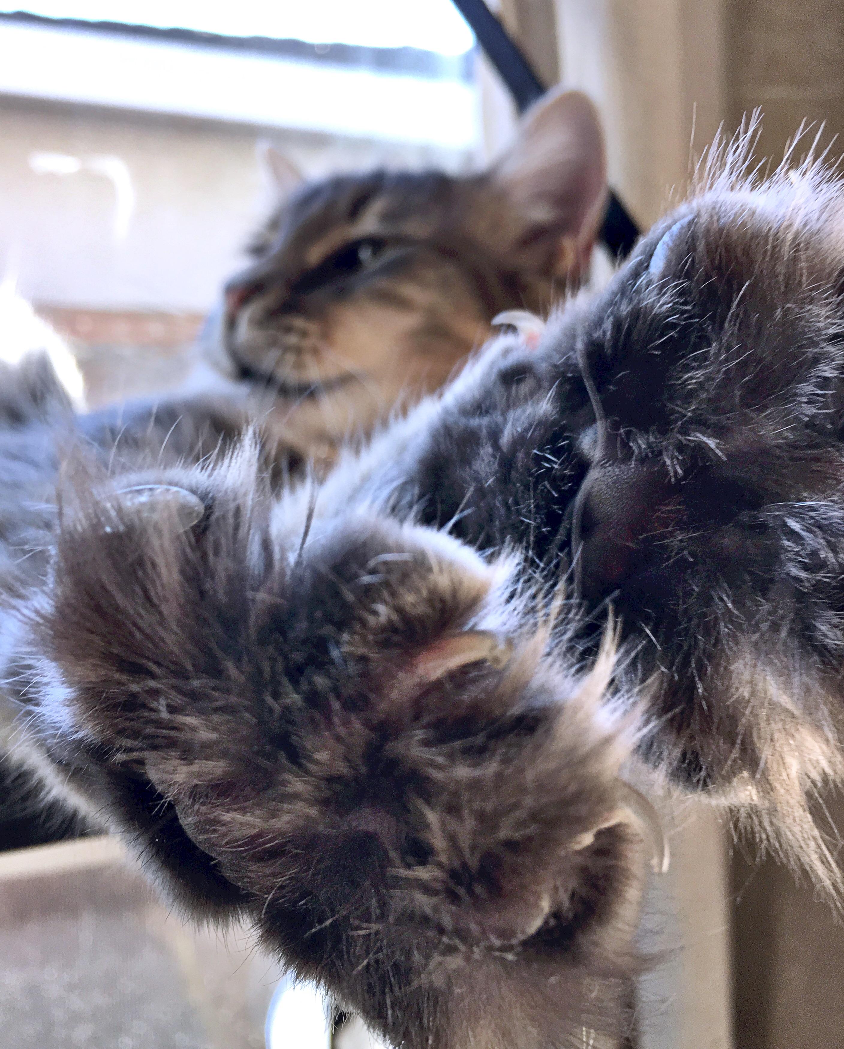 Mega fluff feetsies! | Scrolller