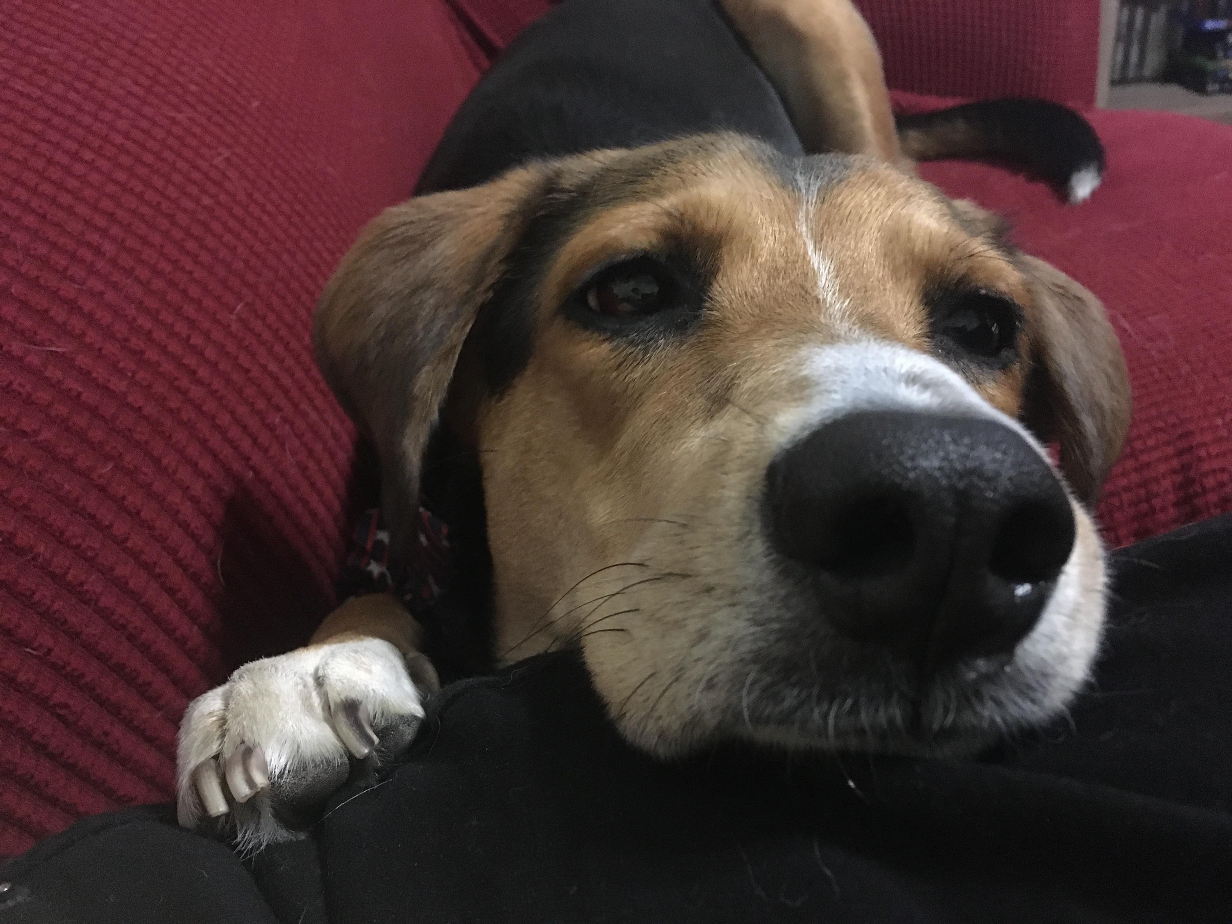 Melting hound | Scrolller