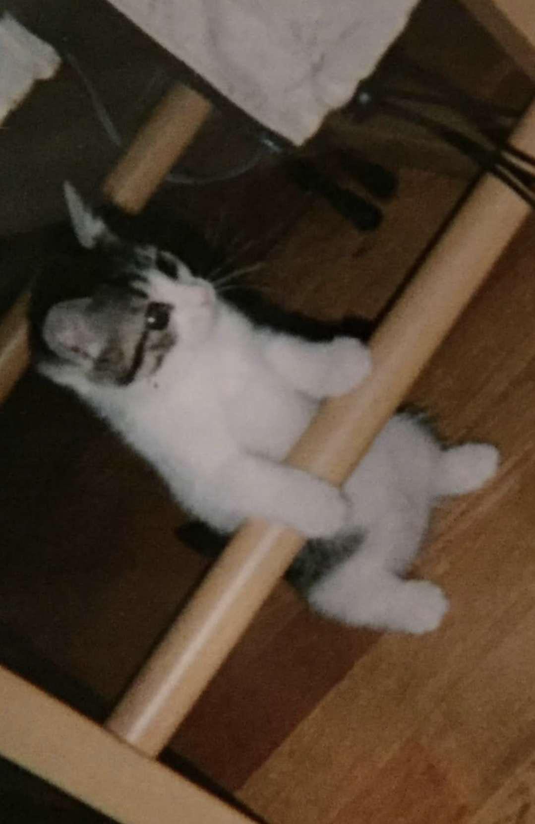 Meow irl | Scrolller