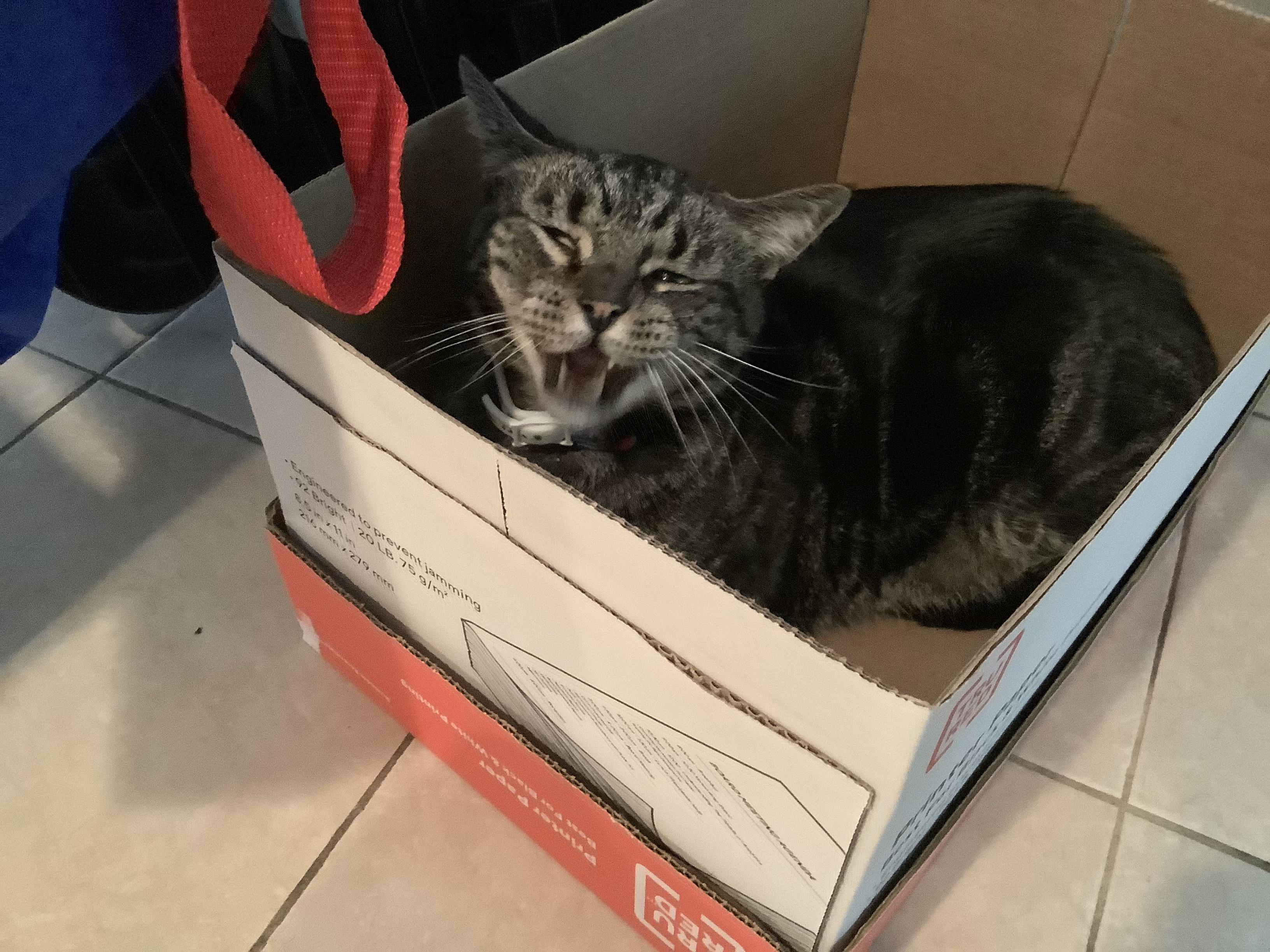 MEOW_IRL | Scrolller