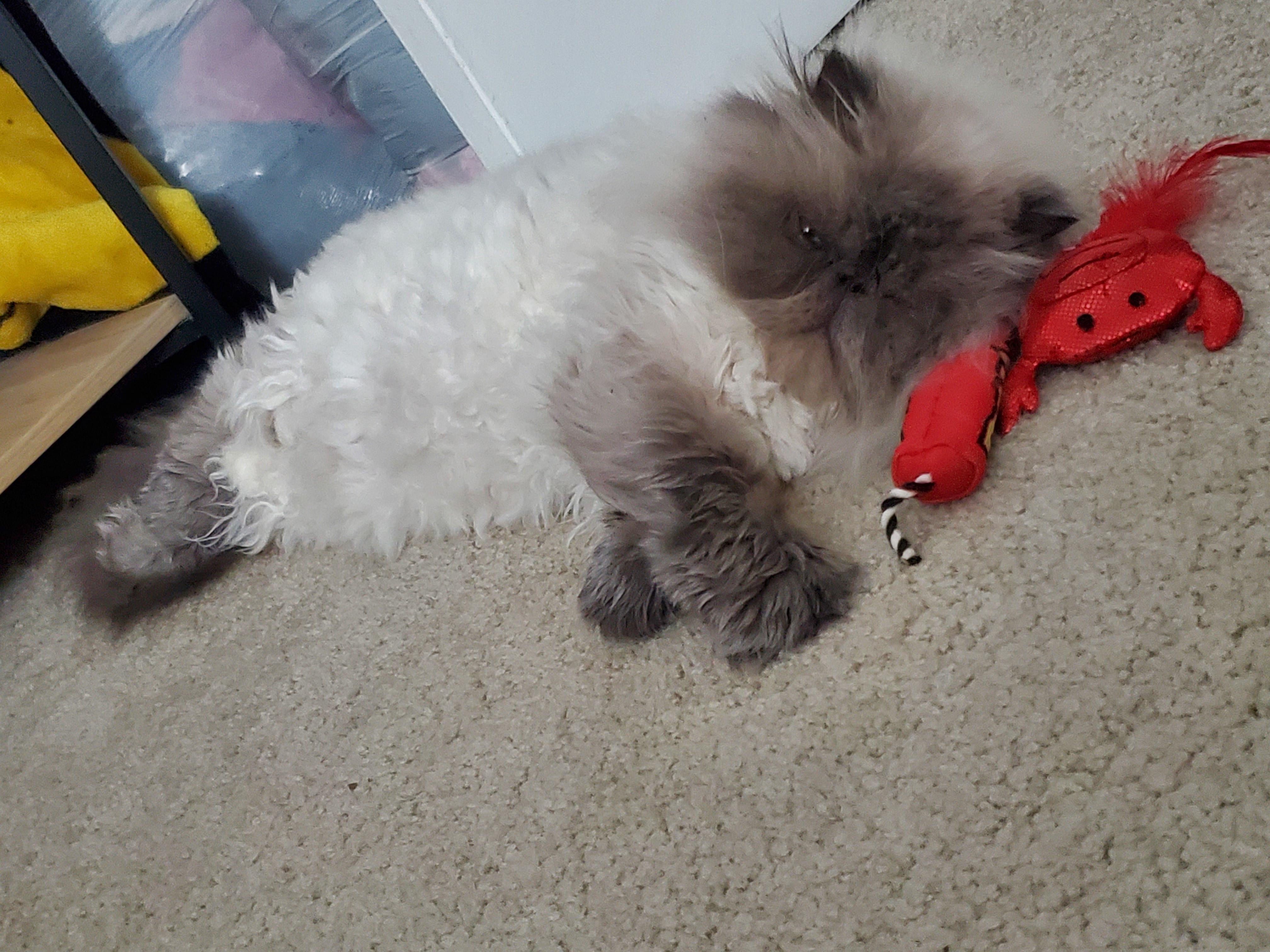 Meow IRL | Scrolller