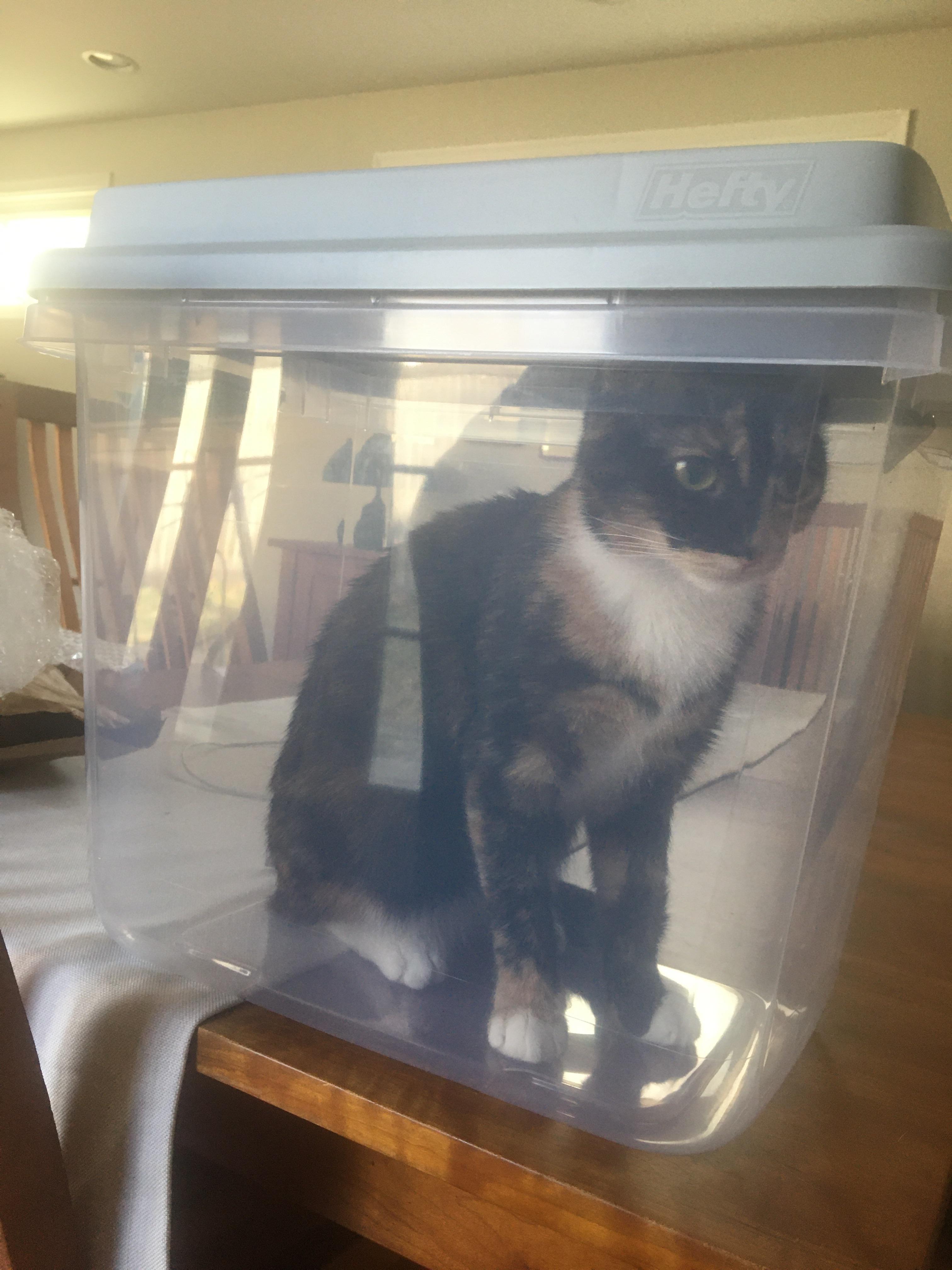 Meow_irl | Scrolller