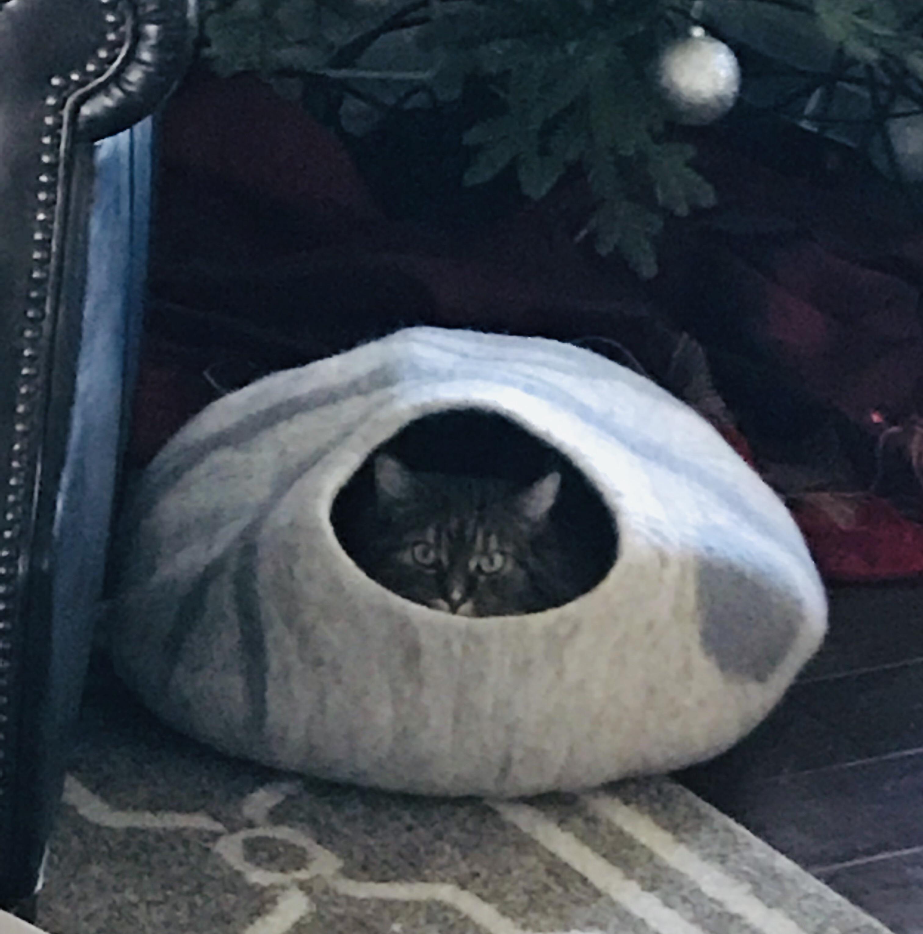 Meow_IRL | Scrolller