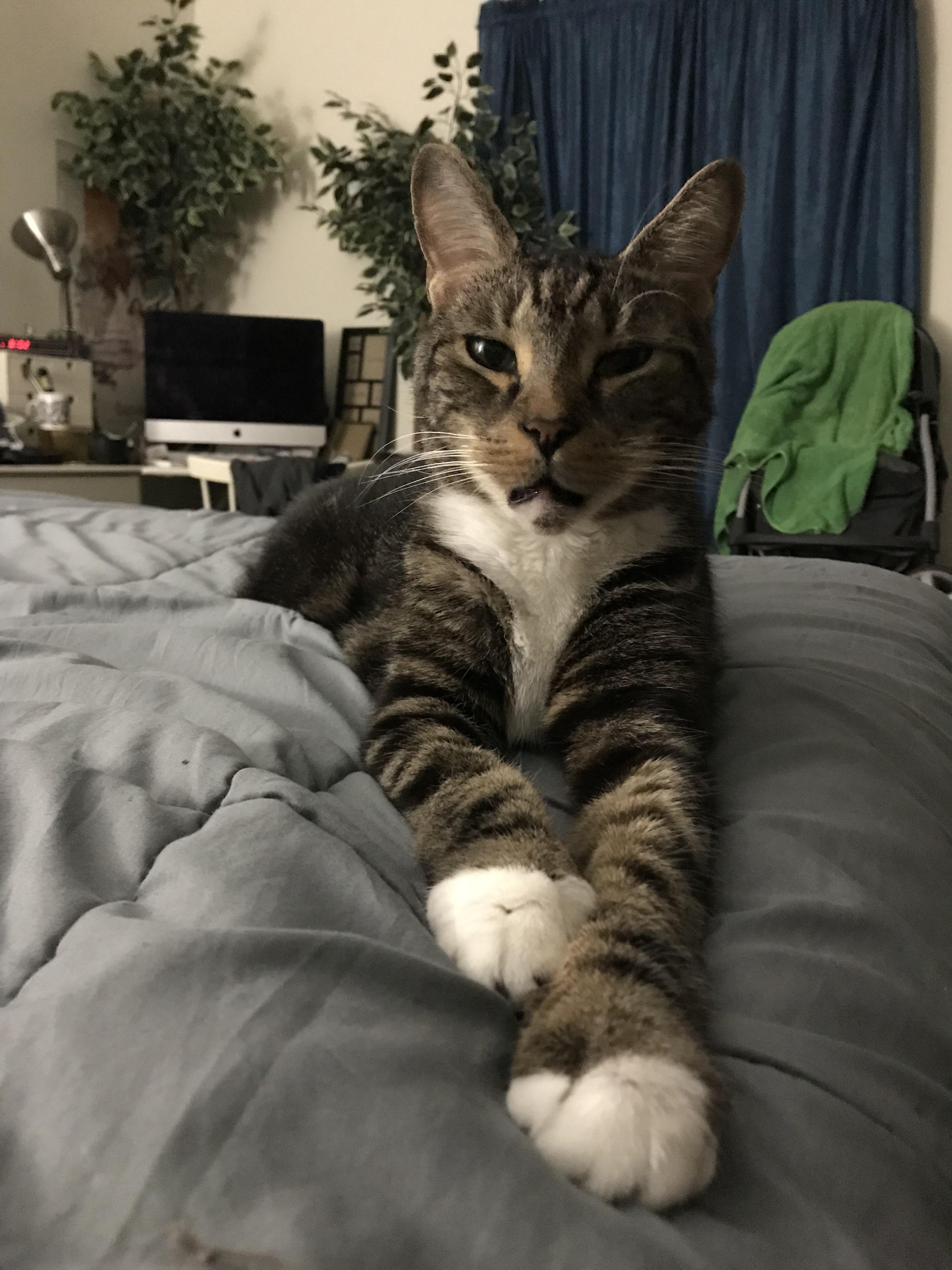 Meow_irl | Scrolller