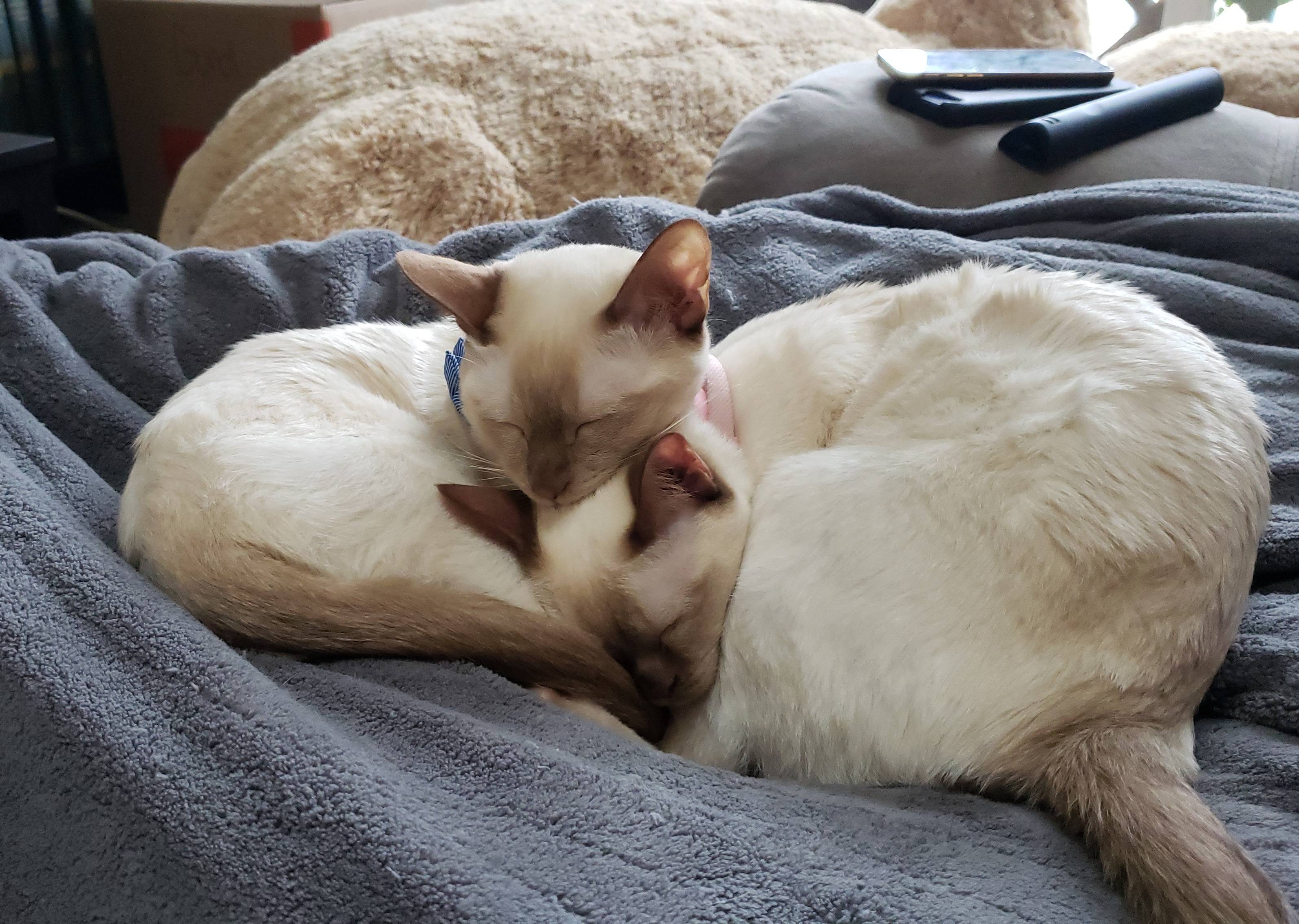 Merlin and Tristan are inseparable | Scrolller