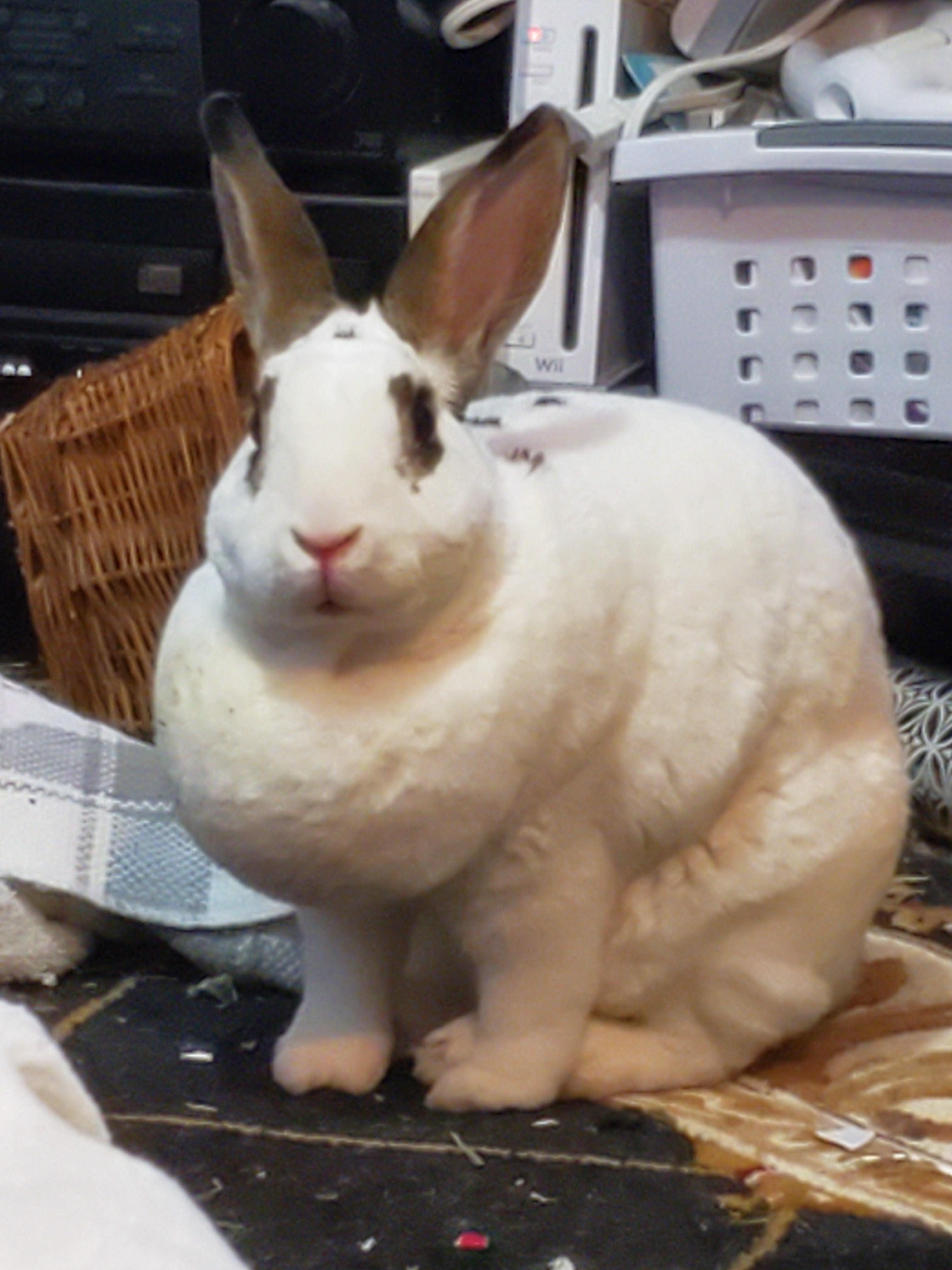 Mess? What mess? | Scrolller