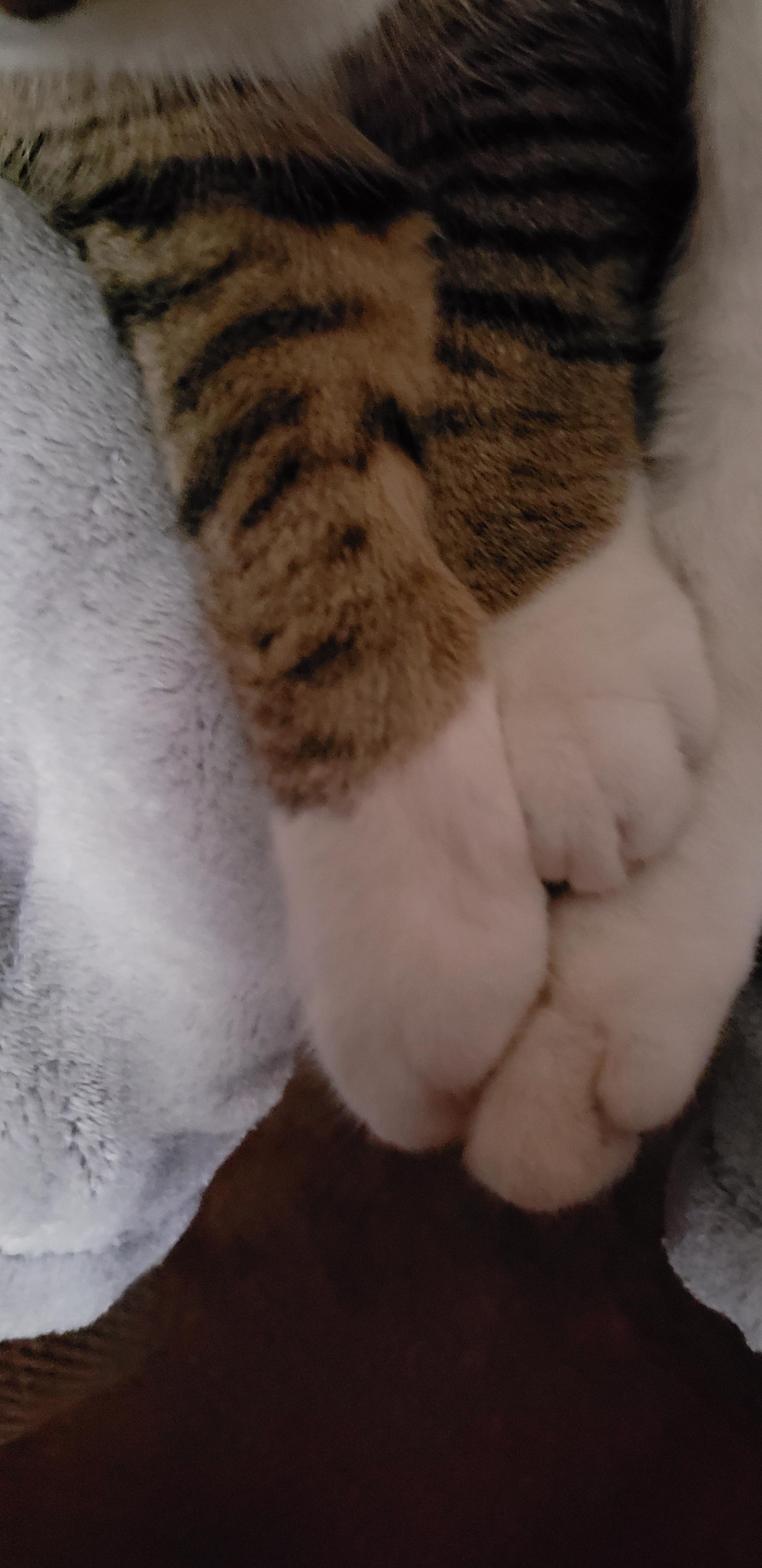 Mid-day naptime feetsies😴🐾 | Scrolller