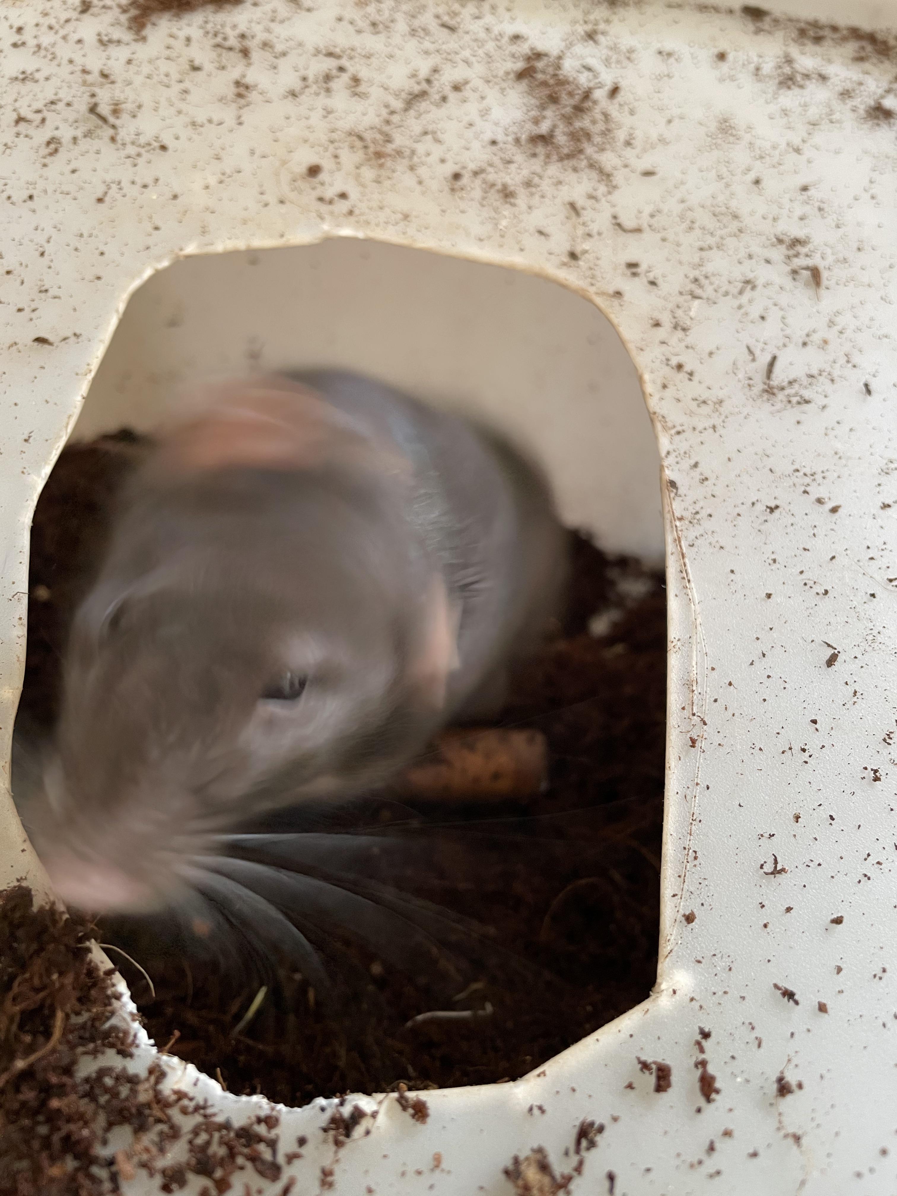 Mid-shake out of the dig box... | Scrolller