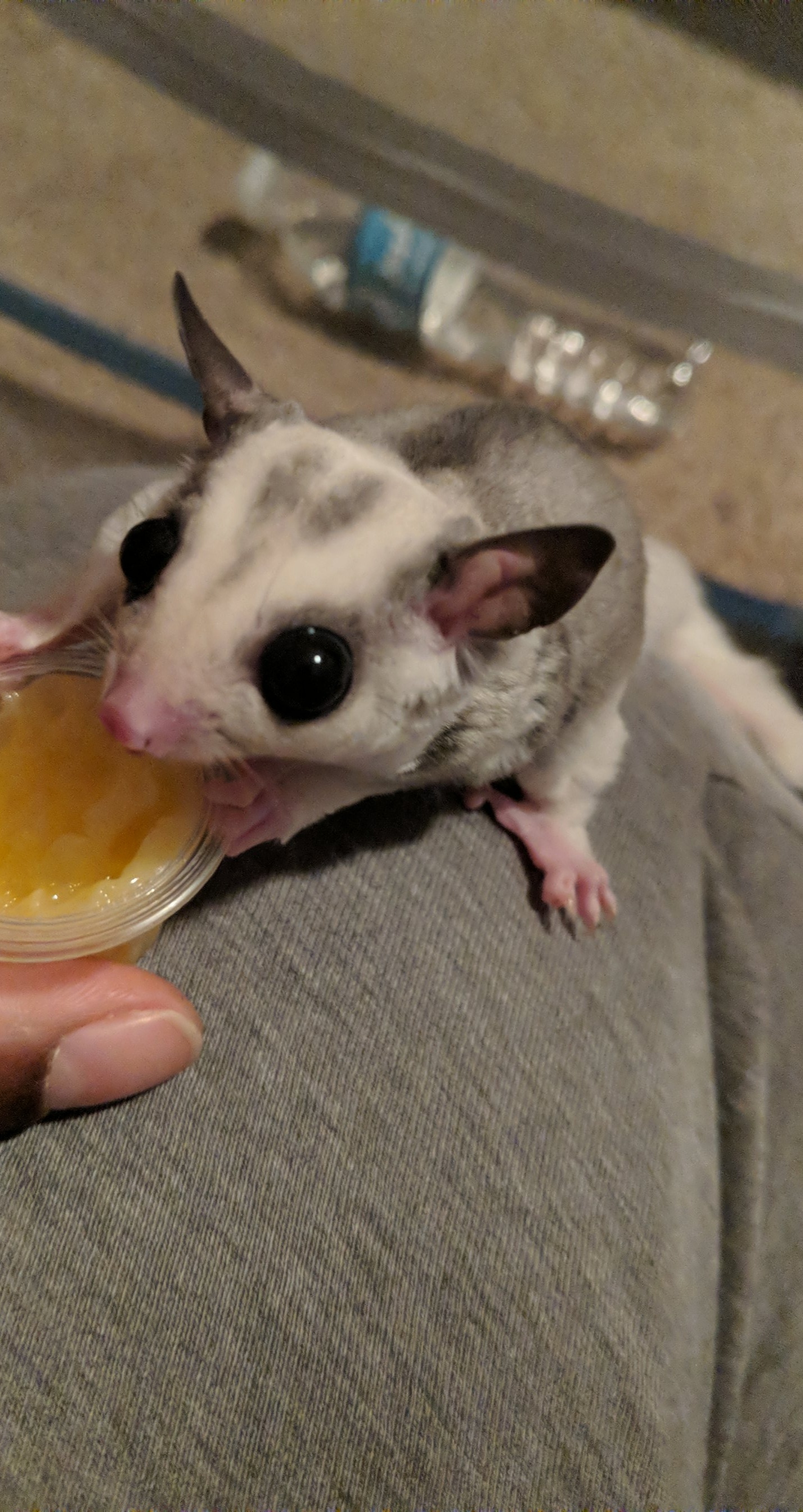 Midnight Snack | Scrolller