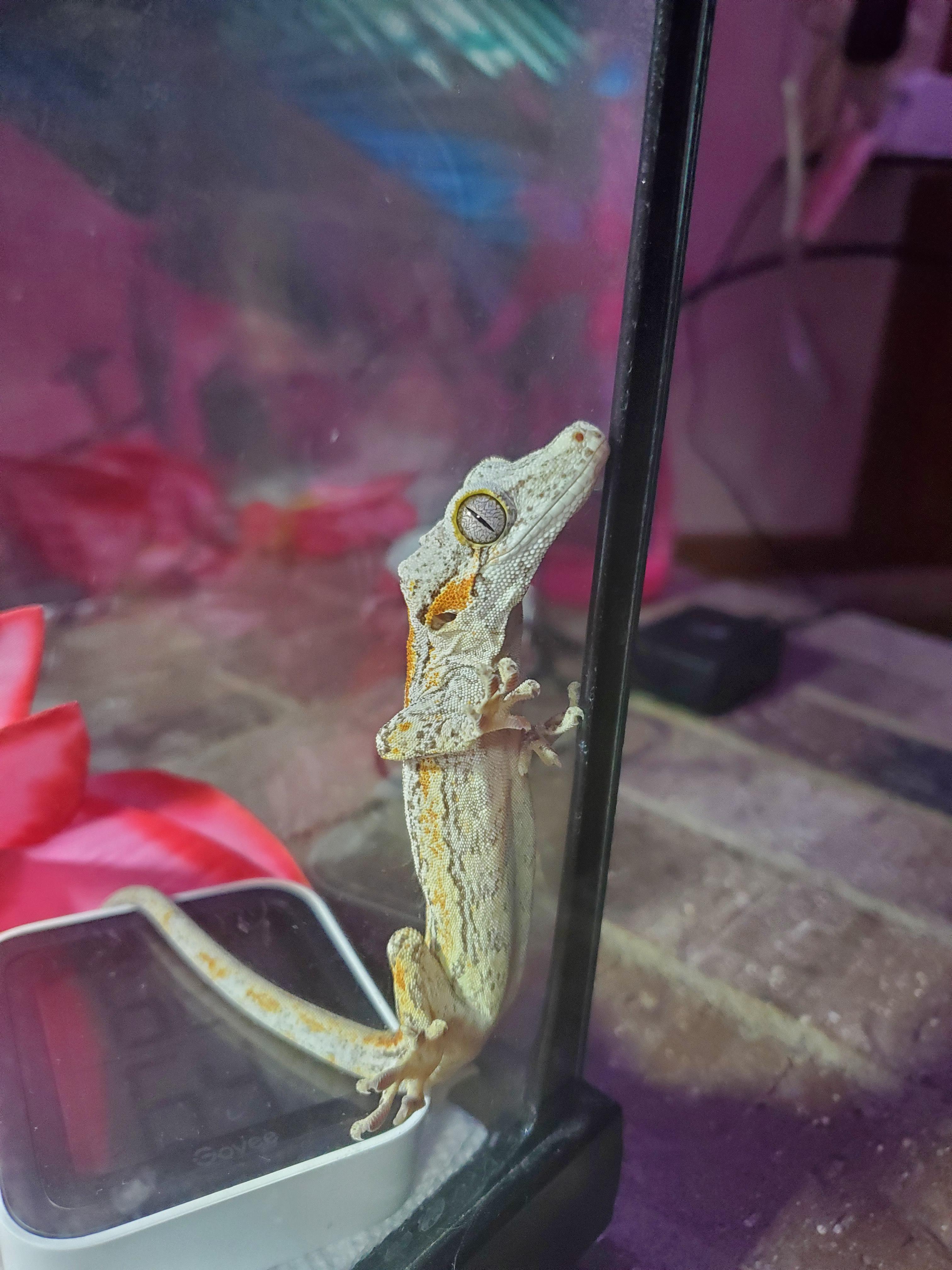 Mileena in a great spot! | Scrolller