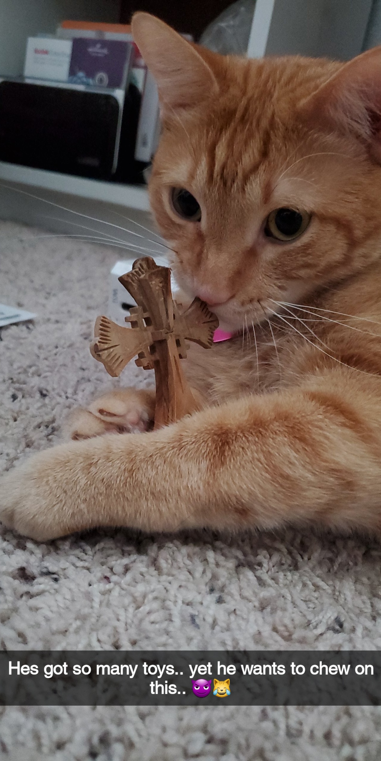 Milo is a silly boi | Scrolller