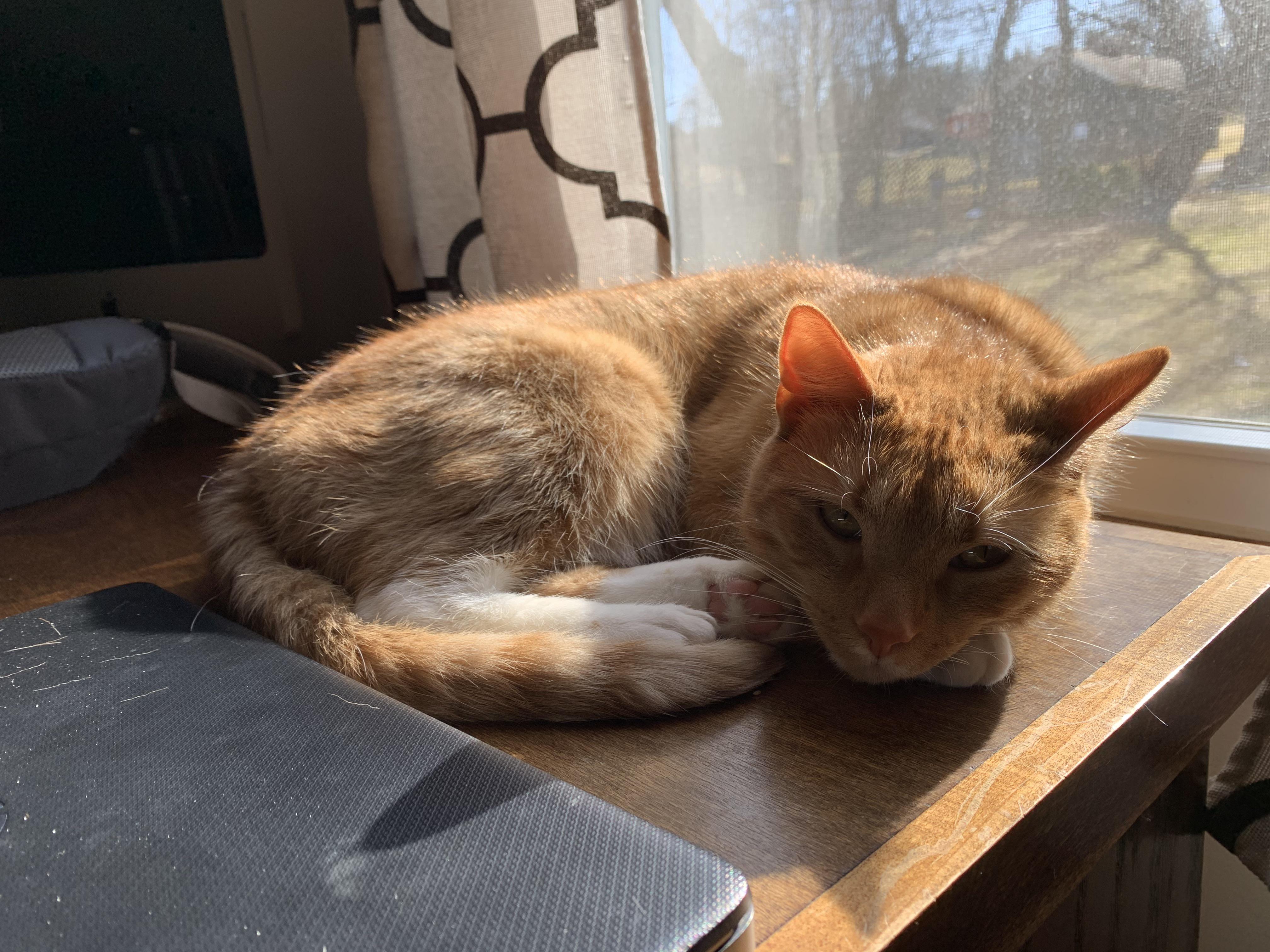 Milo loves his sunny spot. | Scrolller