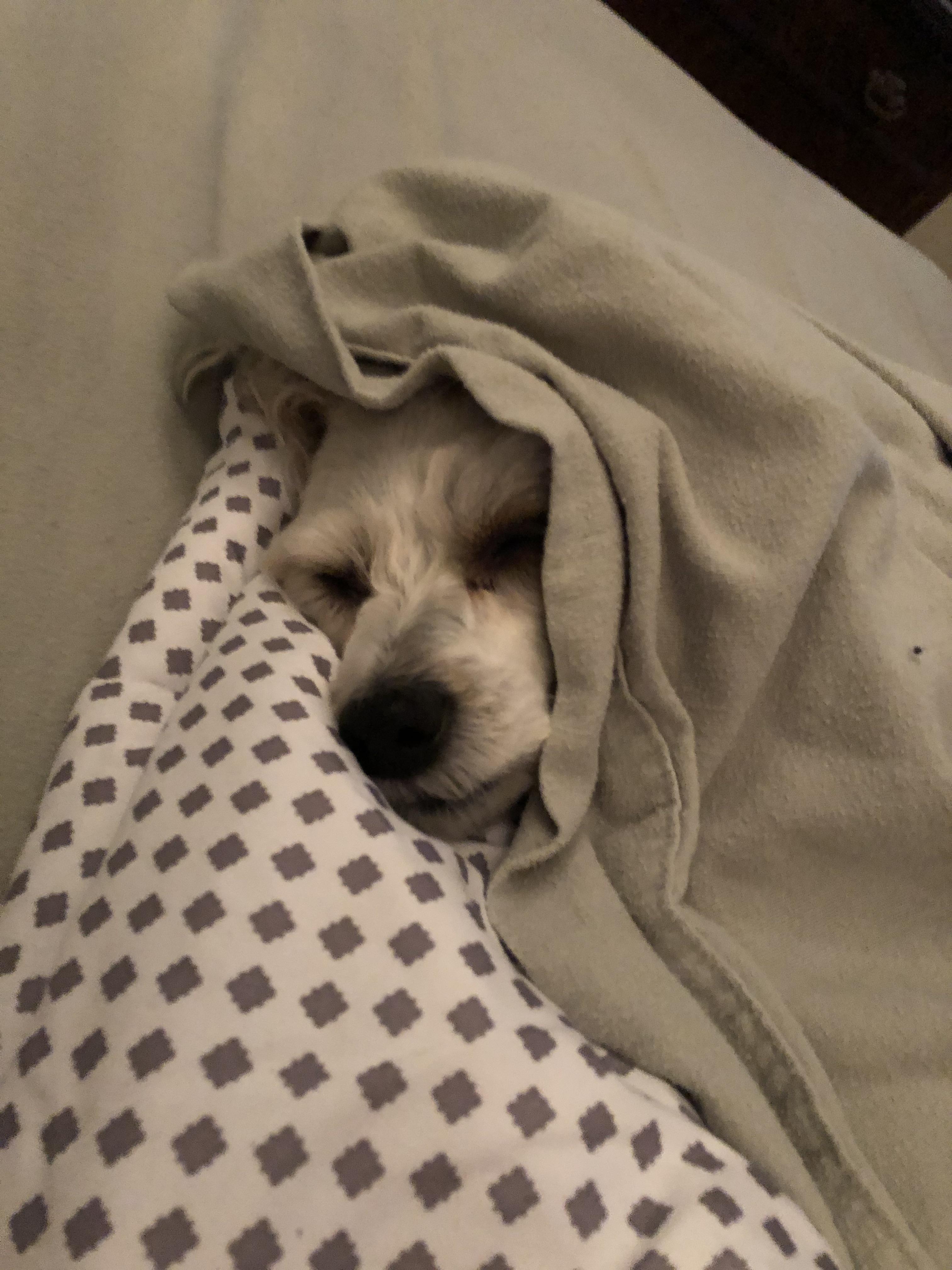 Mindy taking a little nap. | Scrolller