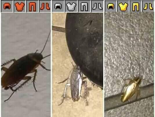 minecraft plus Cockroach 😳🥺 | Scrolller