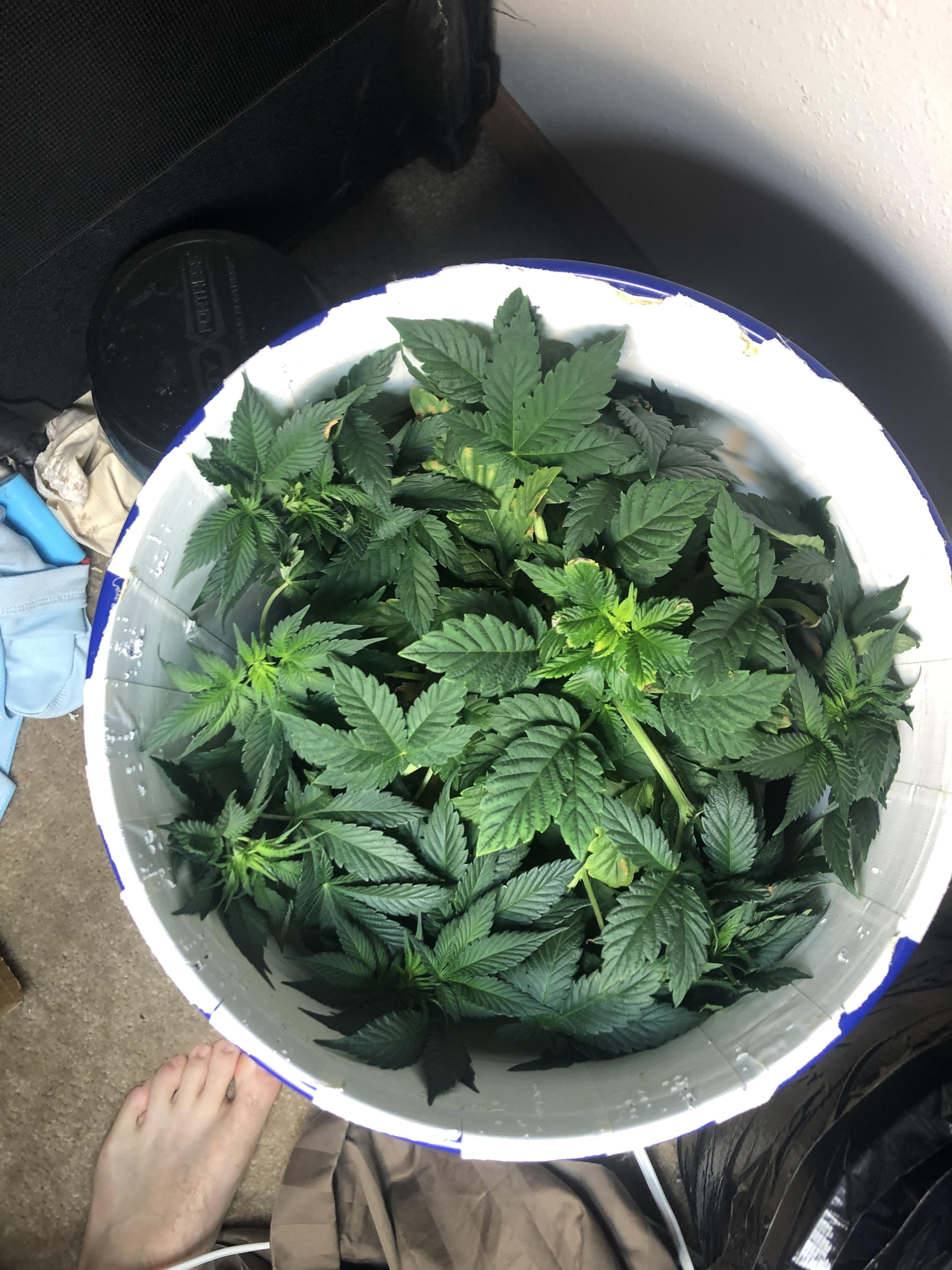 Miracle gro + bag seed | Scrolller