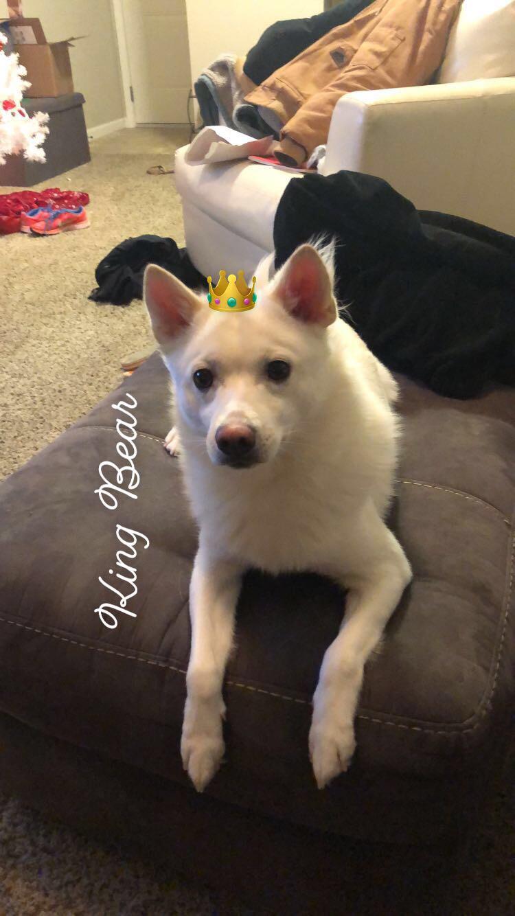 Mischievous, but undeniably cute! Meet Bear 👑 | Scrolller