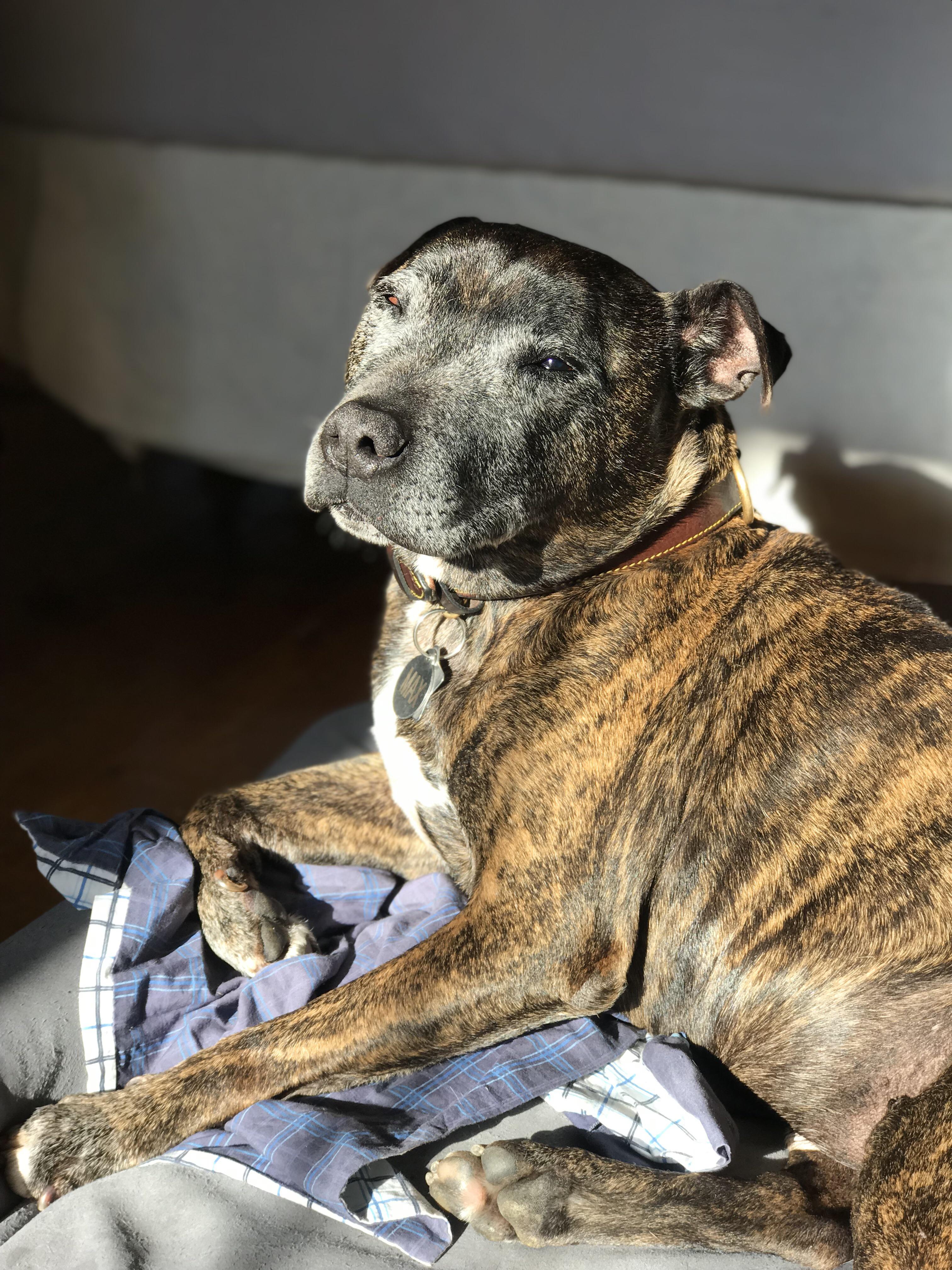 Miss my Max 😢 | Scrolller