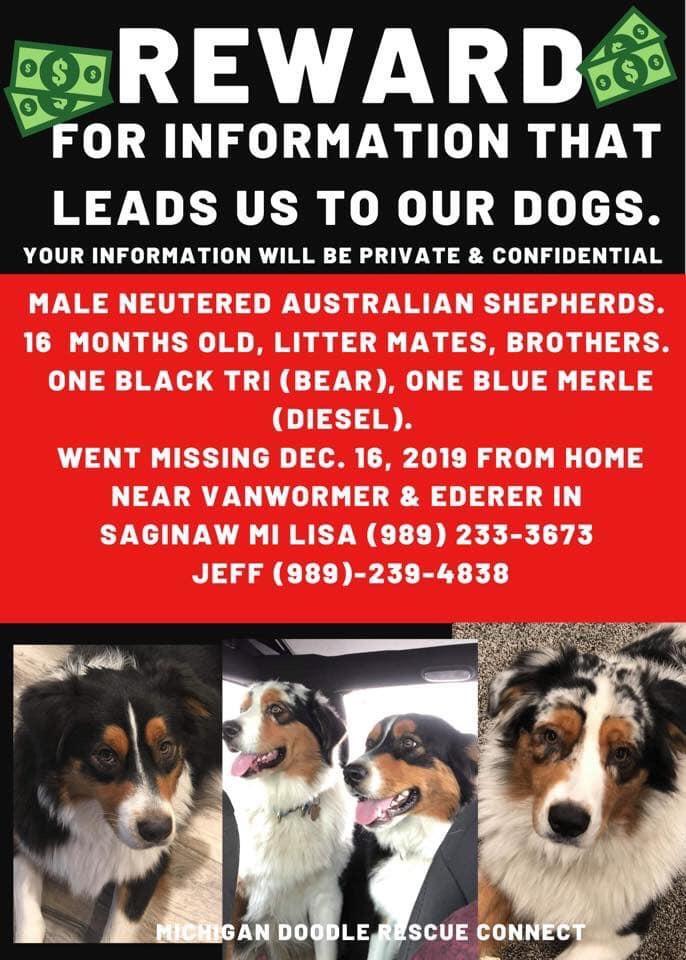 Missing dogs | Scrolller