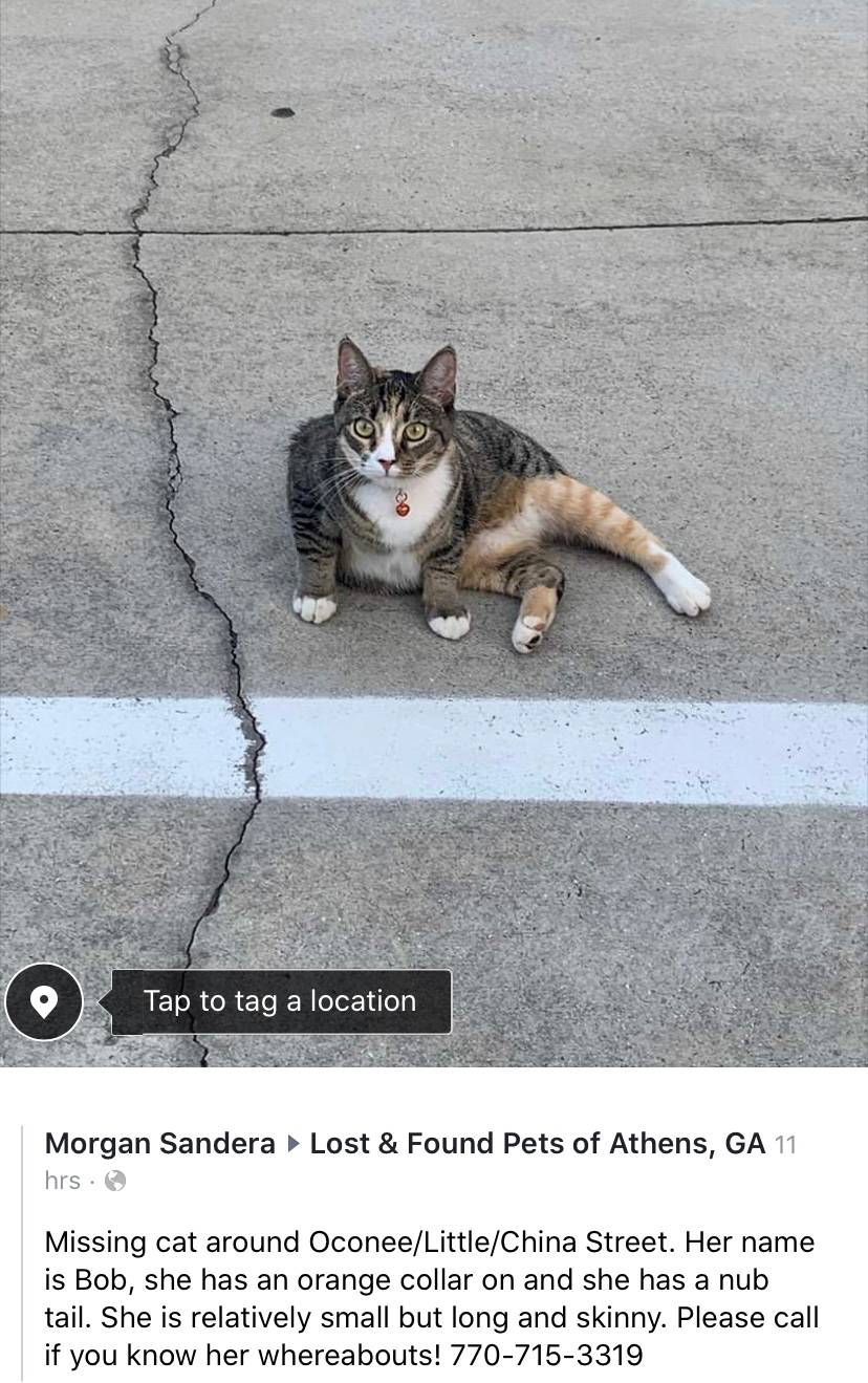 MISSING KITTY | Scrolller