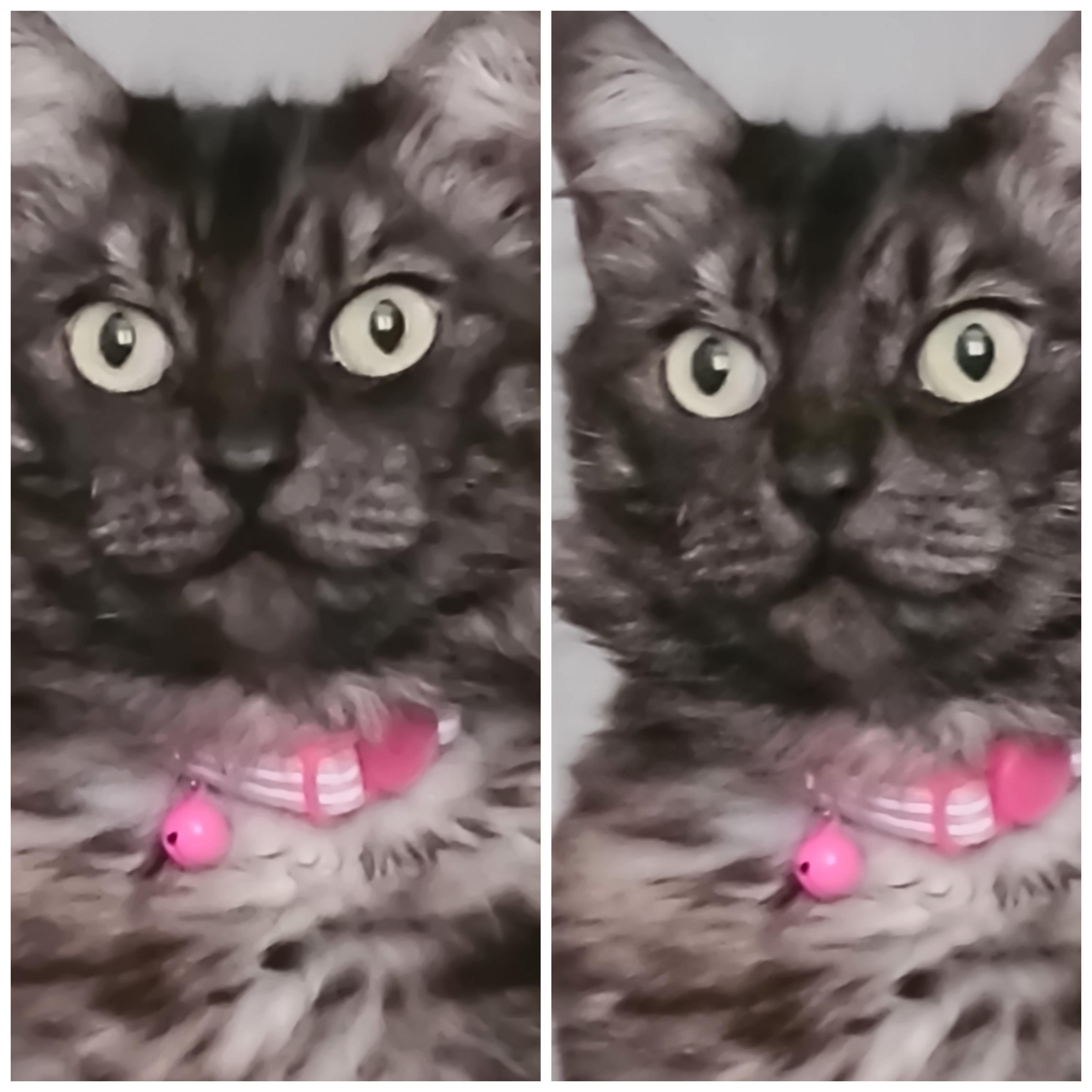 Misty's eyelids are two slightly different shapes which makes her look like she's having a ...