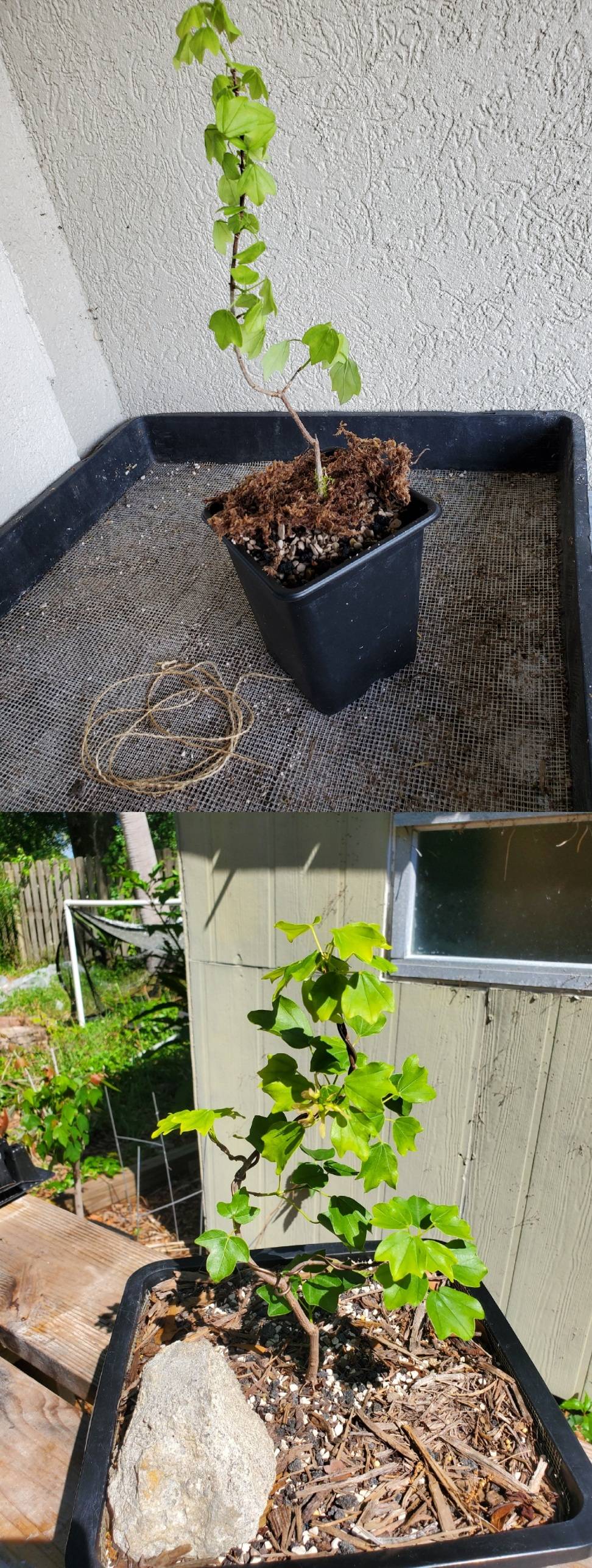 Miyasama Trident Maple 1 year progress | Scrolller