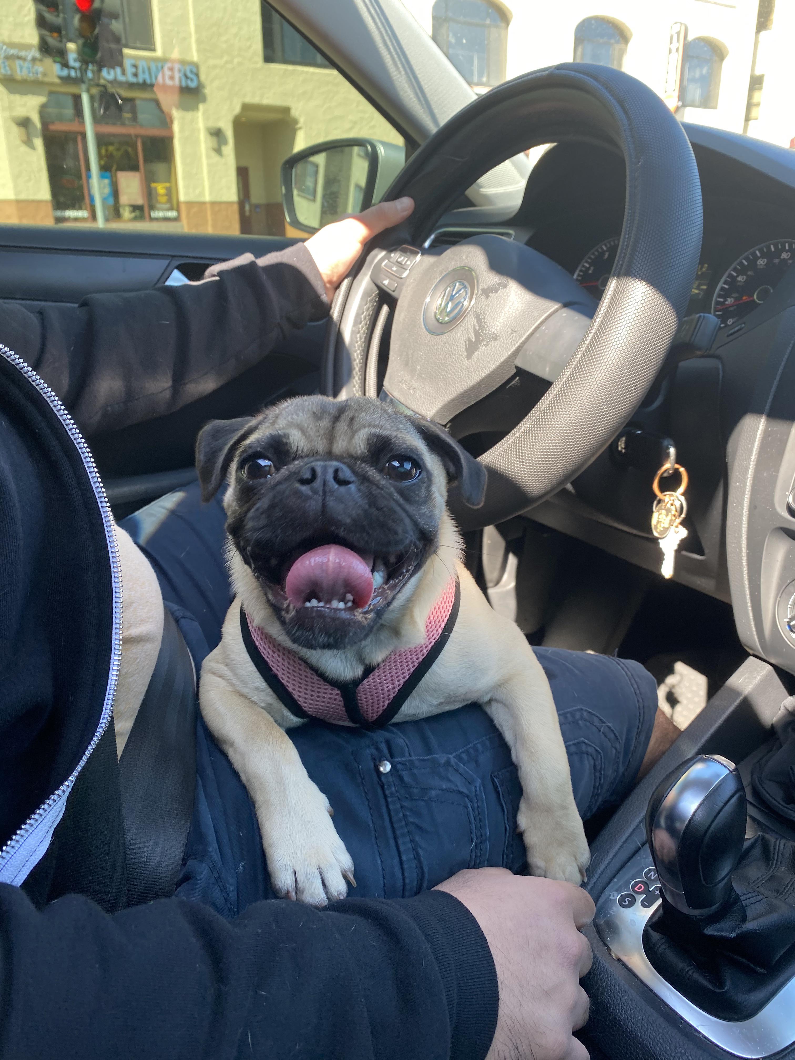 MJ loves car rides! | Scrolller