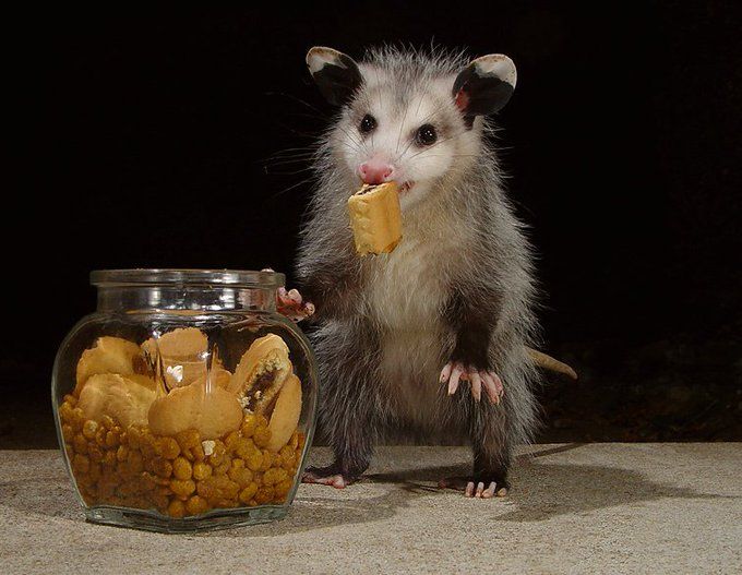 MMMM ITS FEEDING TIME | Scrolller