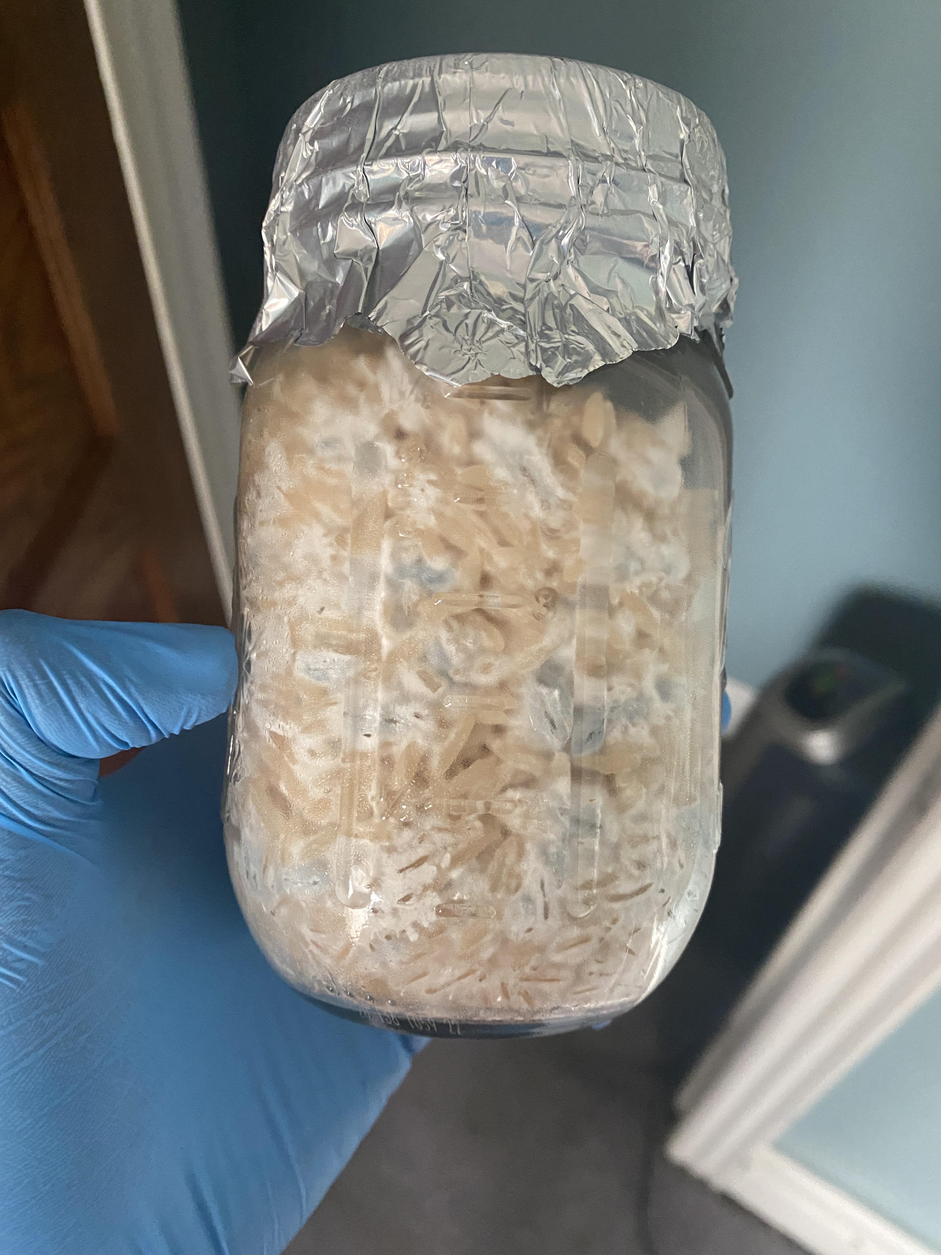Mold or mycelium? | Scrolller