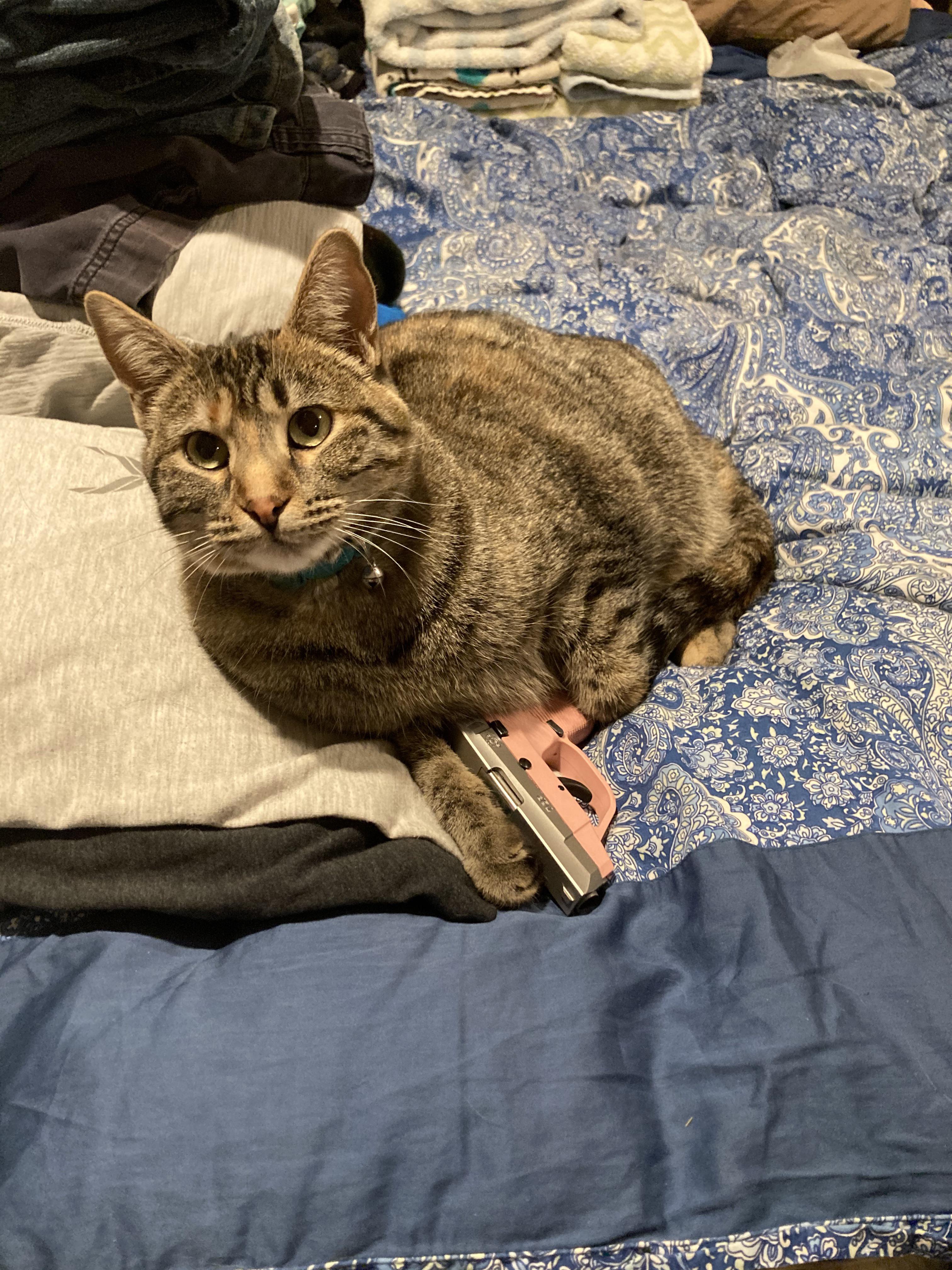 Mombo cat with peestol gat | Scrolller