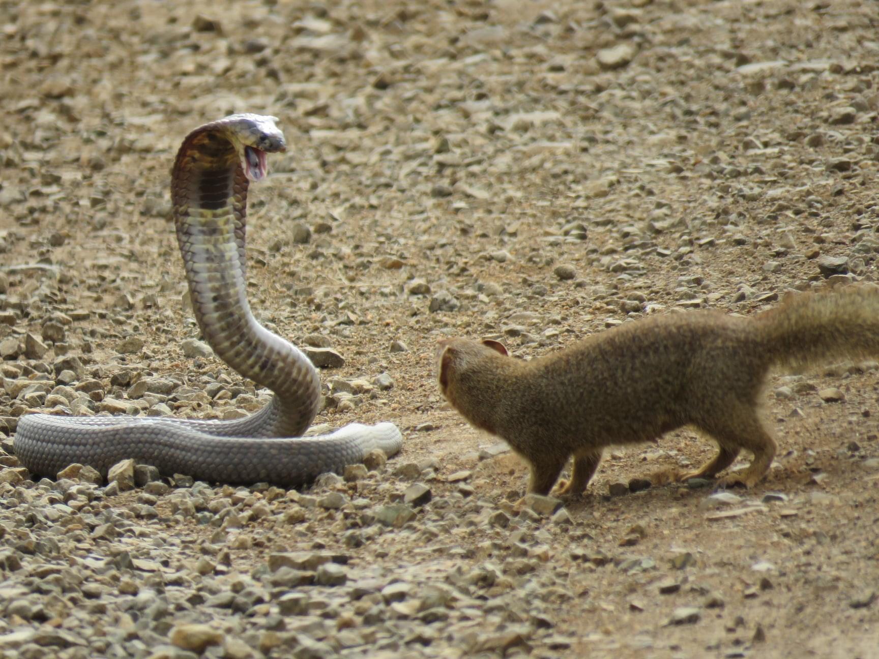 Mongoose fighting a cobra (mongoose won) | Scrolller