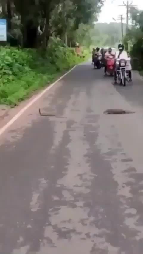 Mongoose Vs Cobra | Scrolller