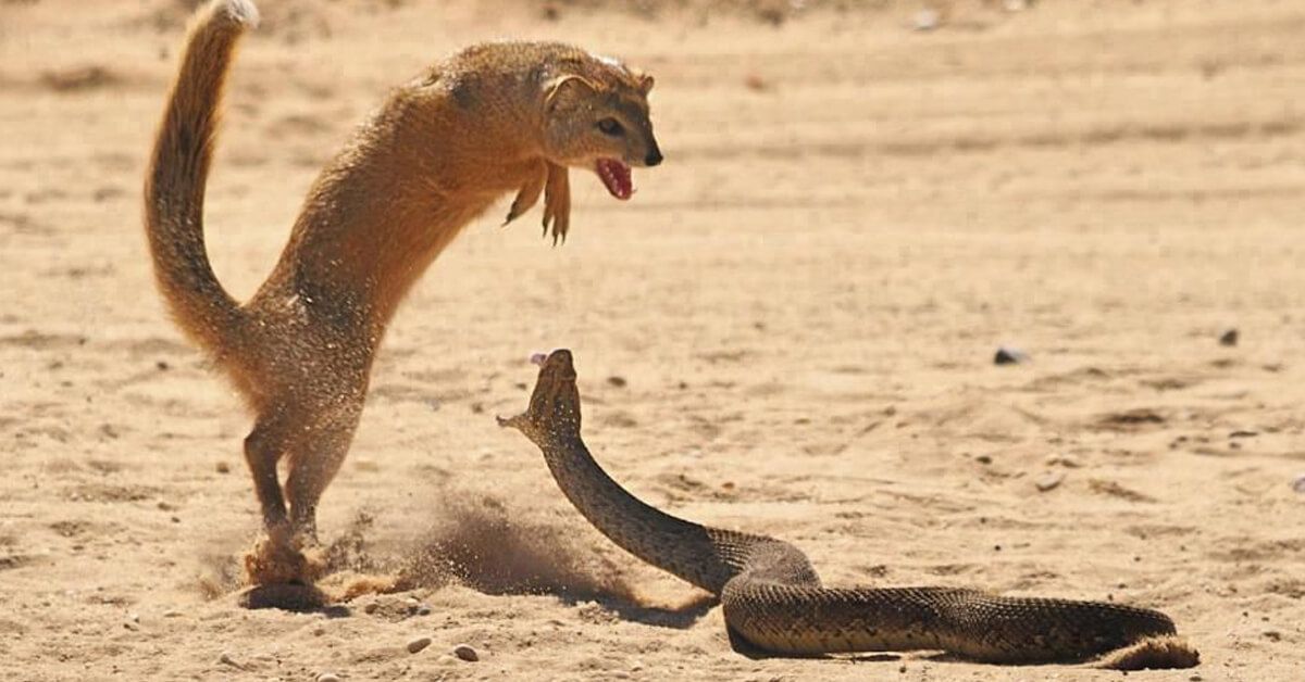 Mongoose vs Viper | Scrolller