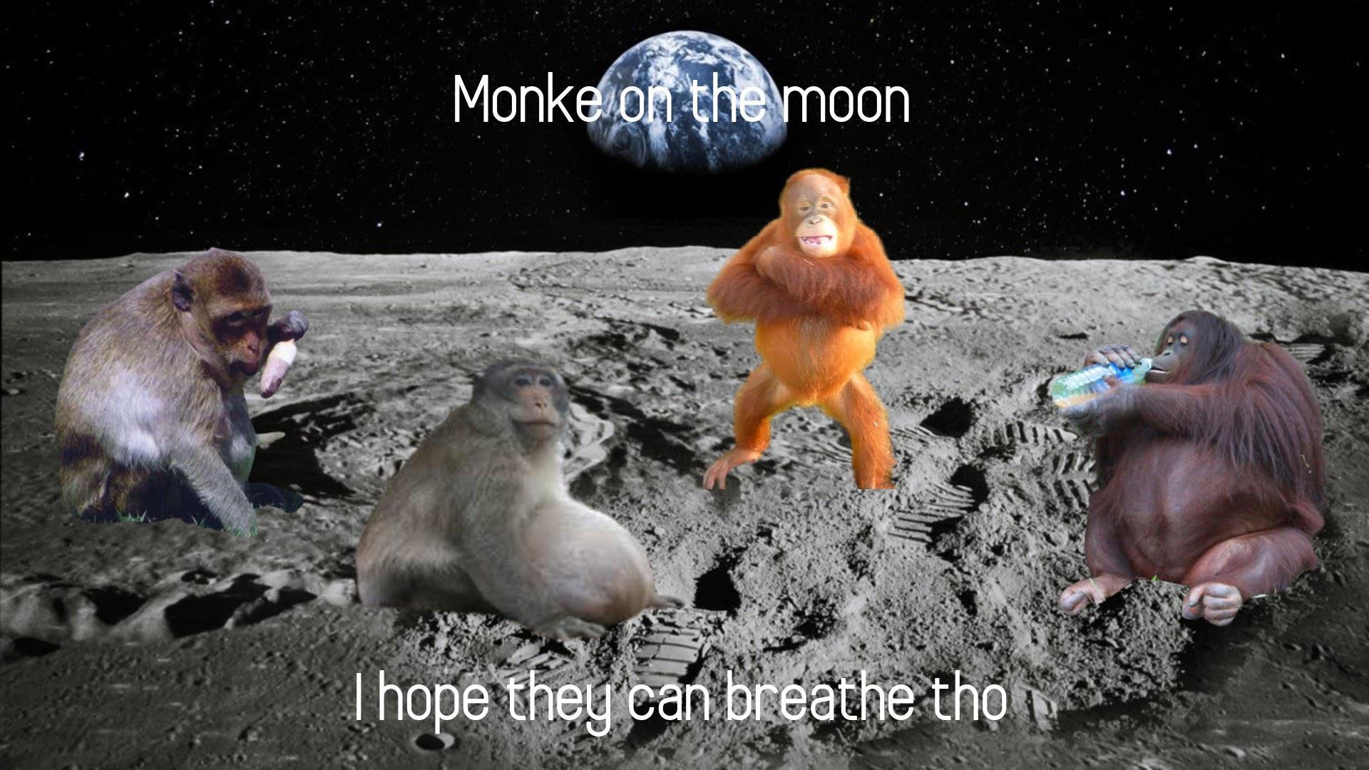 Monke on the moon | Scrolller