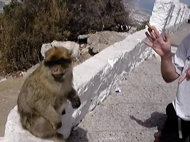 Monkey and a magician | Scrolller