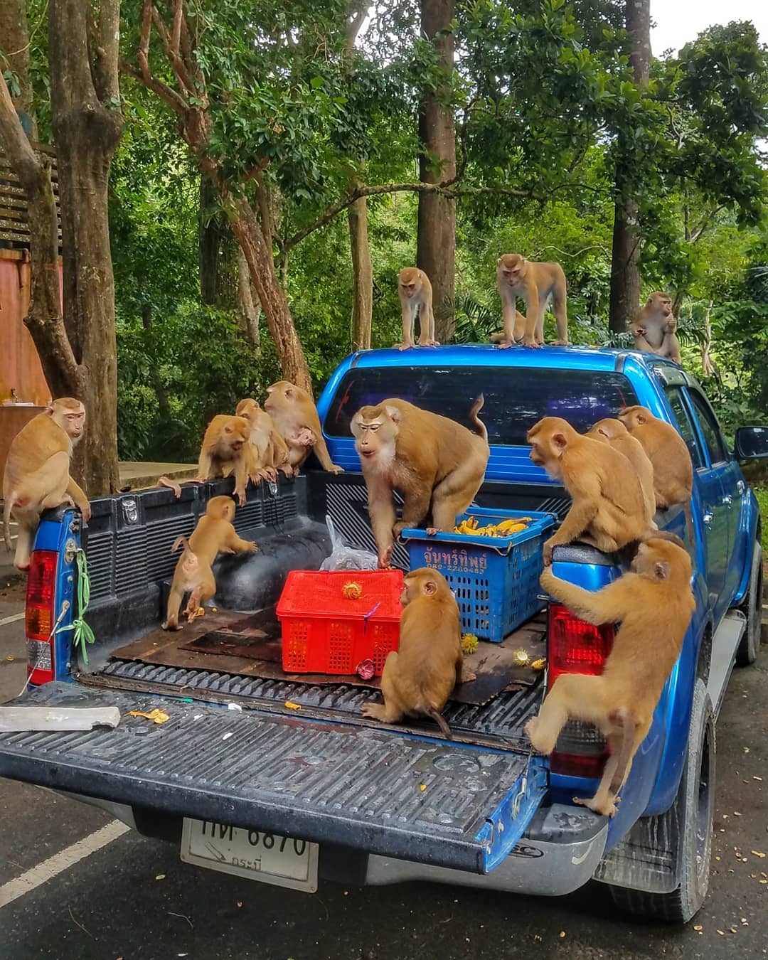 Monkey hill.Phuket | Scrolller