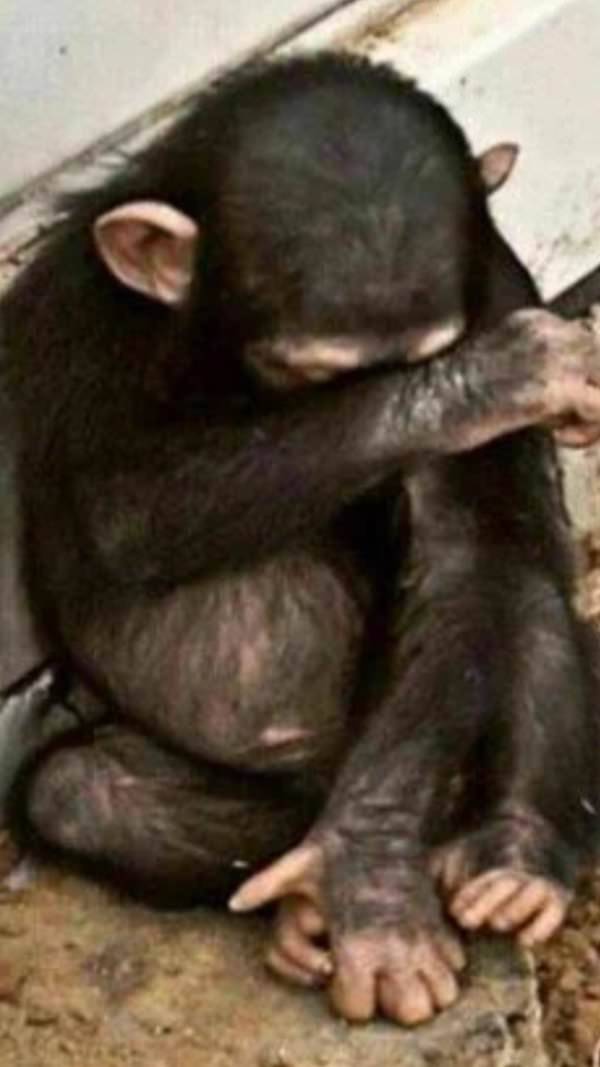 Monkey [real life] | Scrolller