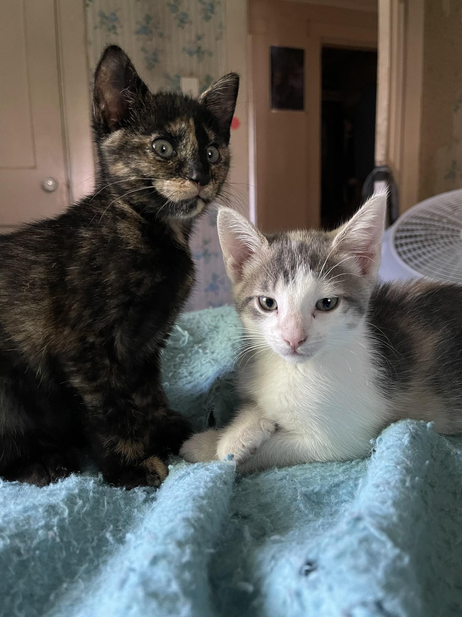 Monster (Tortie) and Skweezy (Calico) | Scrolller