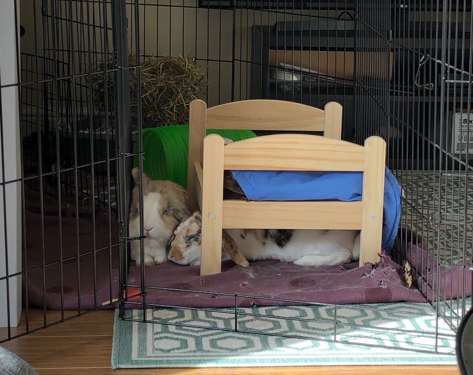 Monster under the bed snuggles, squished against the gate | Scrolller