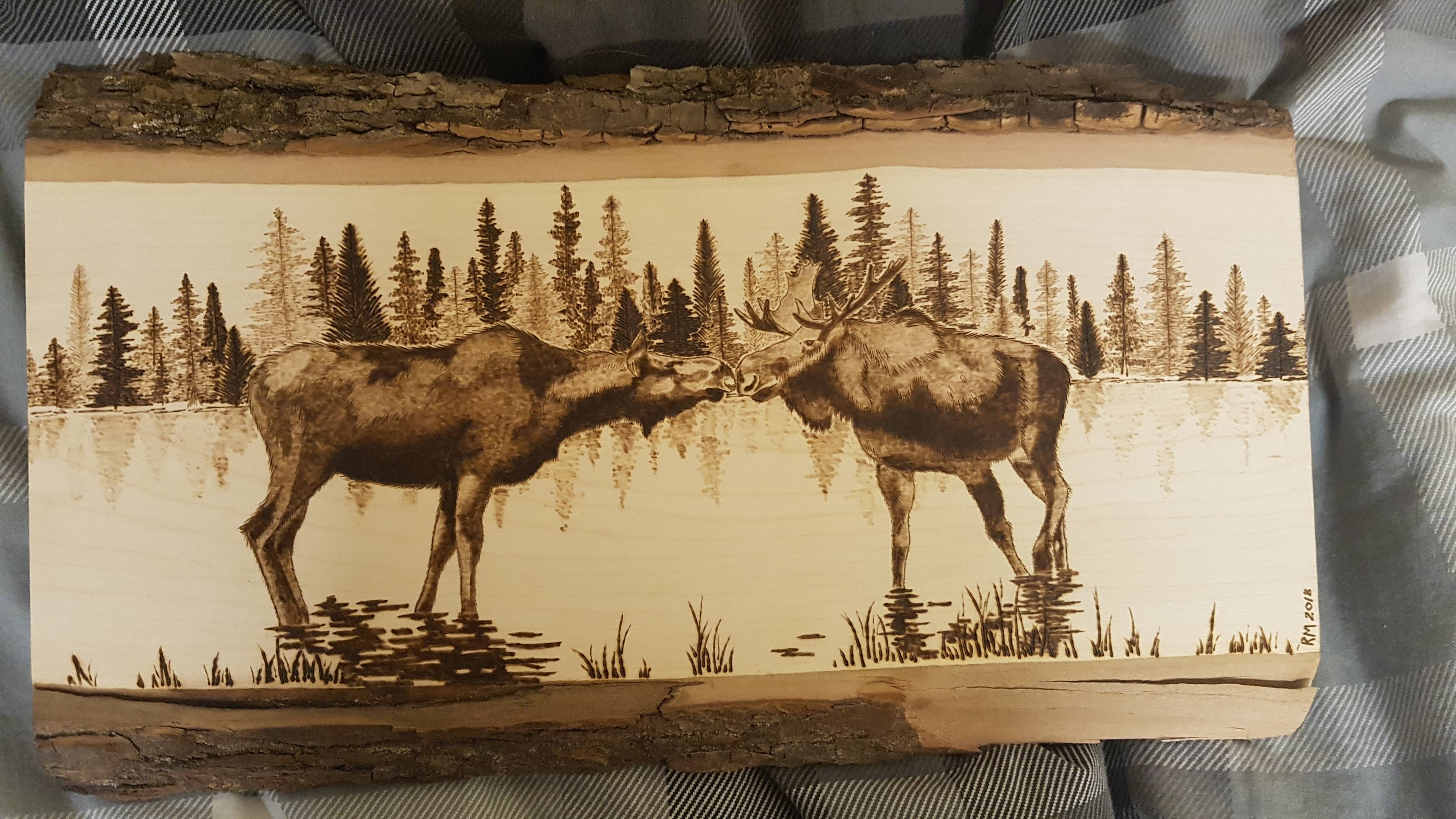 Moose kissing | Scrolller