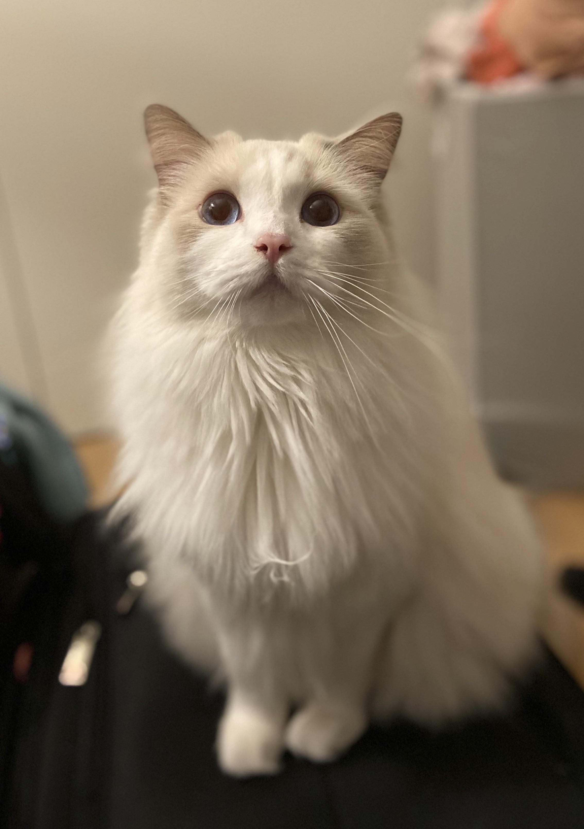 More pets, please! | Scrolller